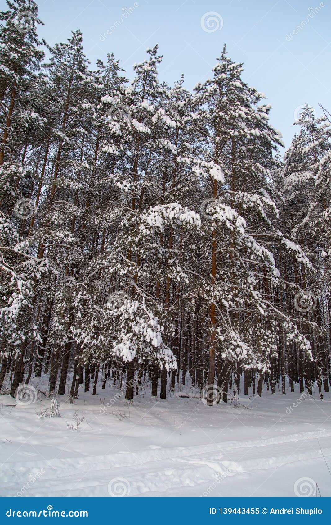 Snowy Trees in the Forest in Winter Stock Image - Image of december ...