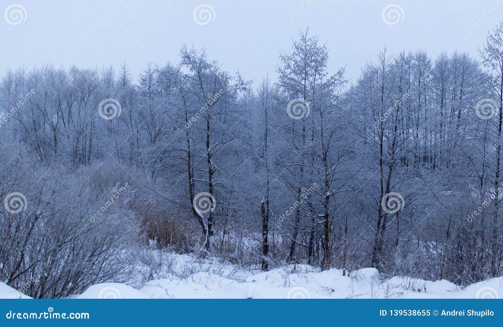 Snowy Trees in the Forest in Winter Stock Image - Image of snow ...
