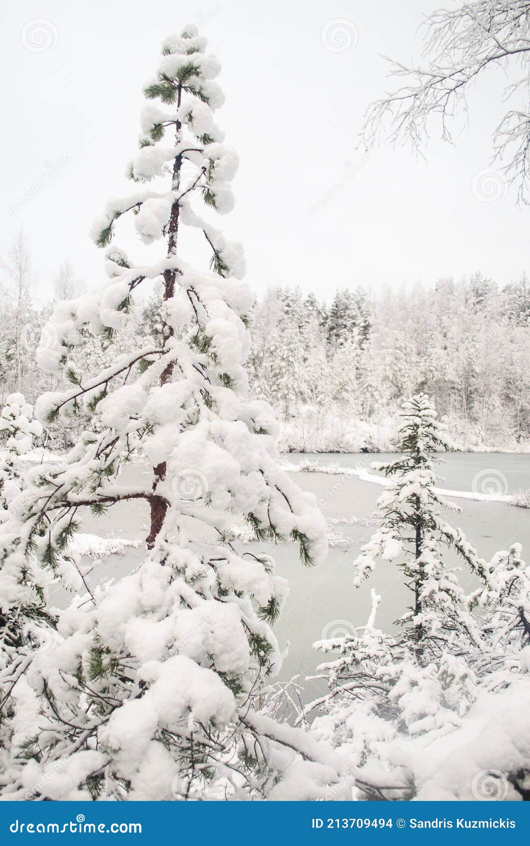 Snowy Trees and Frozen Pond in Winter Stock Photo - Image of spruce ...