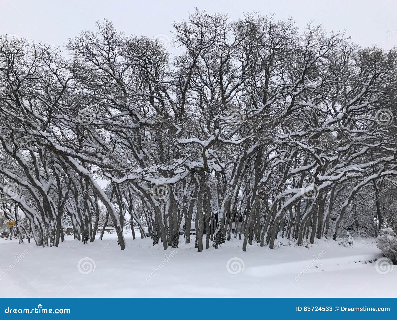 Snowy trees stock image. Image of winter, tree, snowy - 83724533