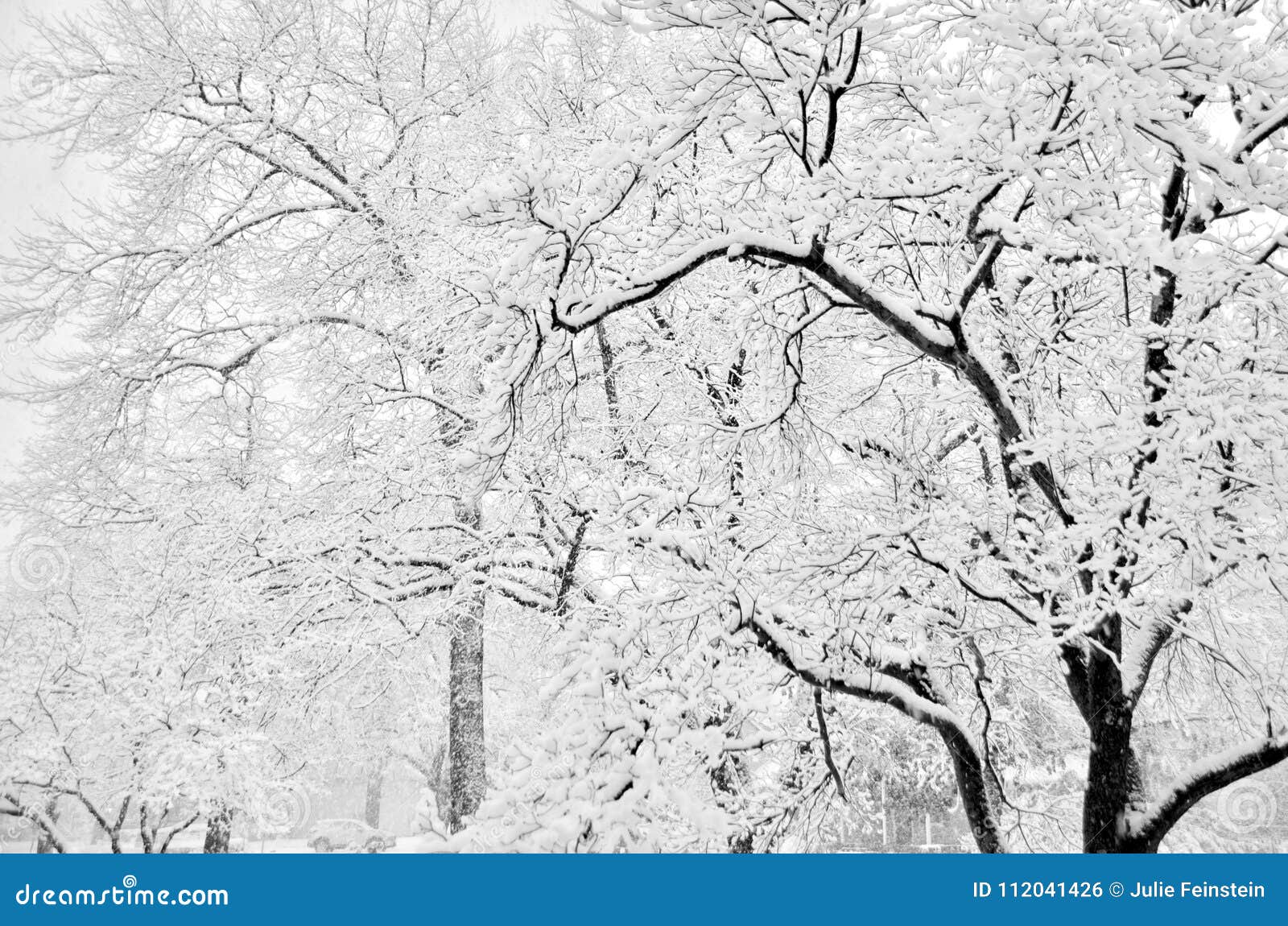 Snowy Trees stock photo. Image of branches, wintery - 112041426