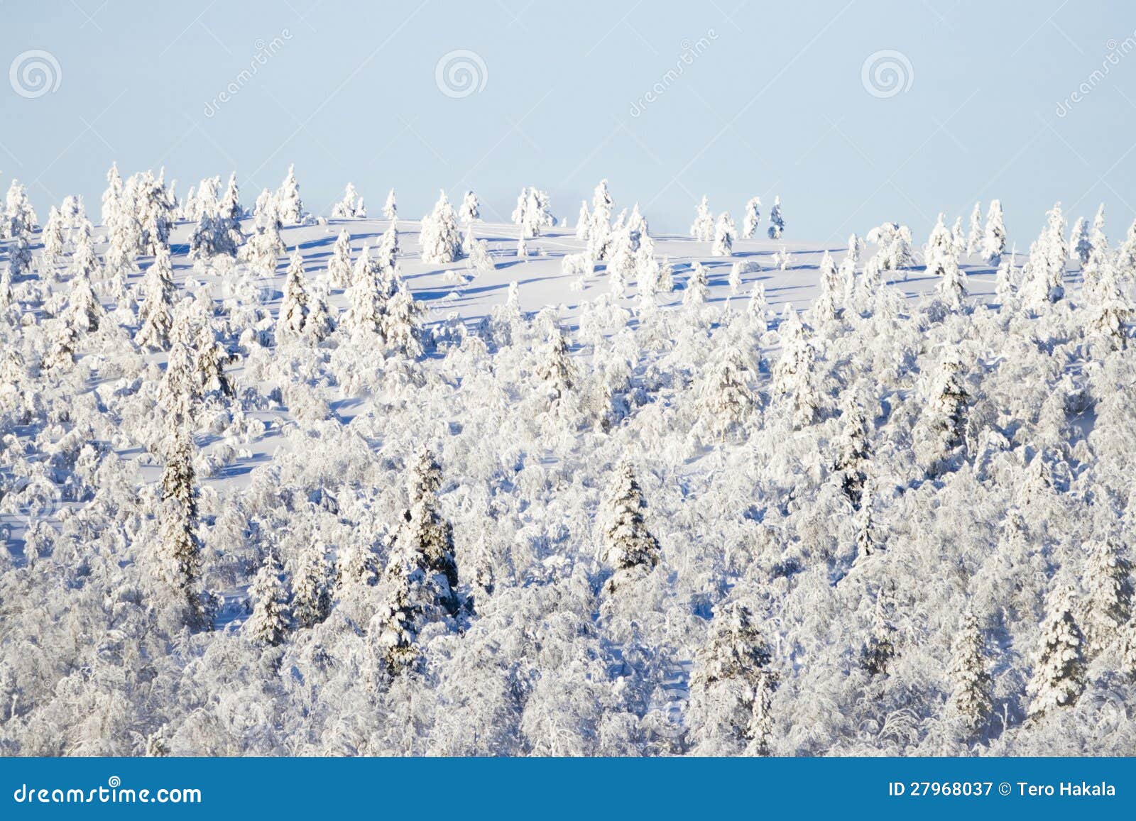 Snowy trees on a hillside stock image. Image of nordic - 27968037