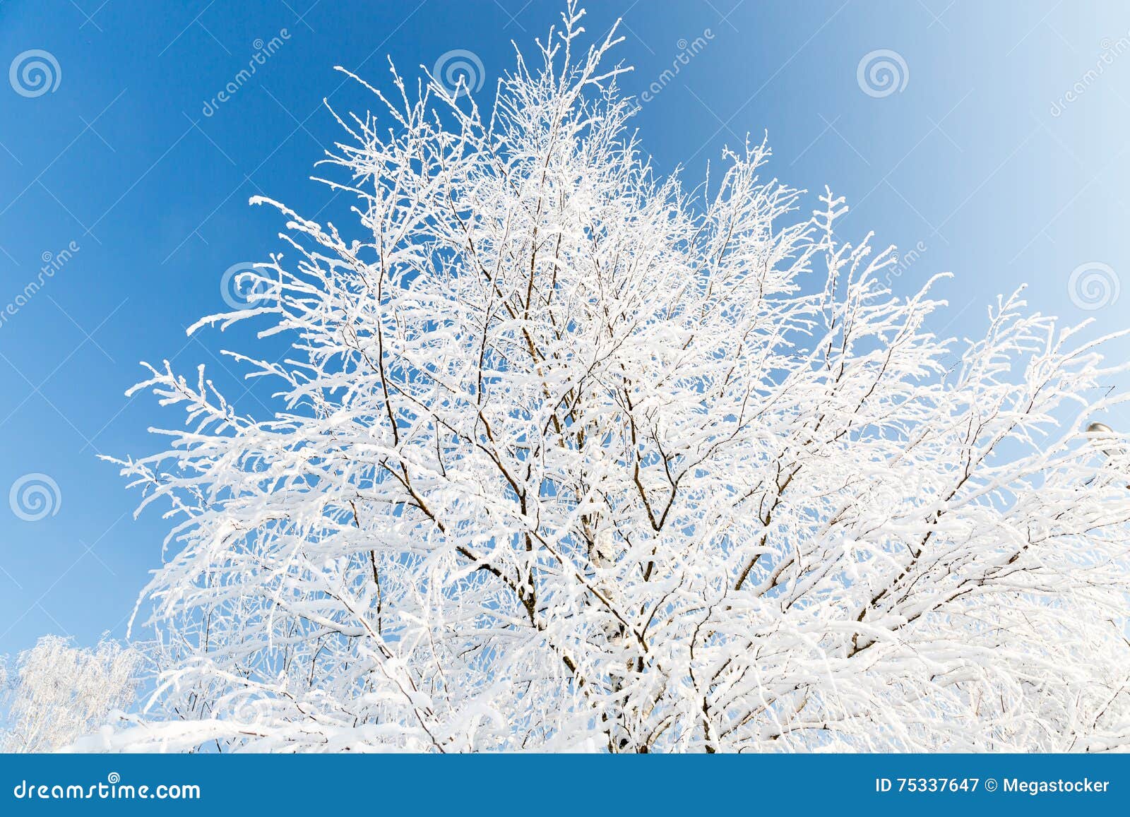 The snowy trees in January stock image. Image of season - 75337647