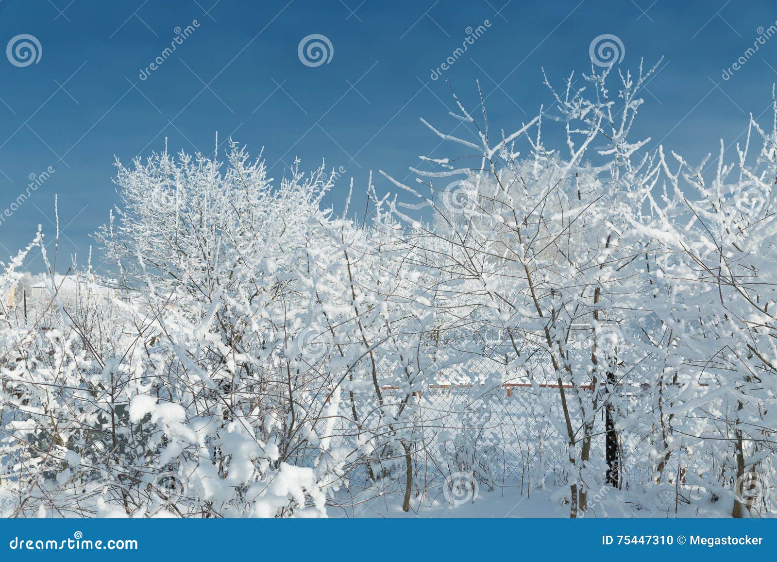 The snowy trees in January stock photo. Image of tree - 75447310