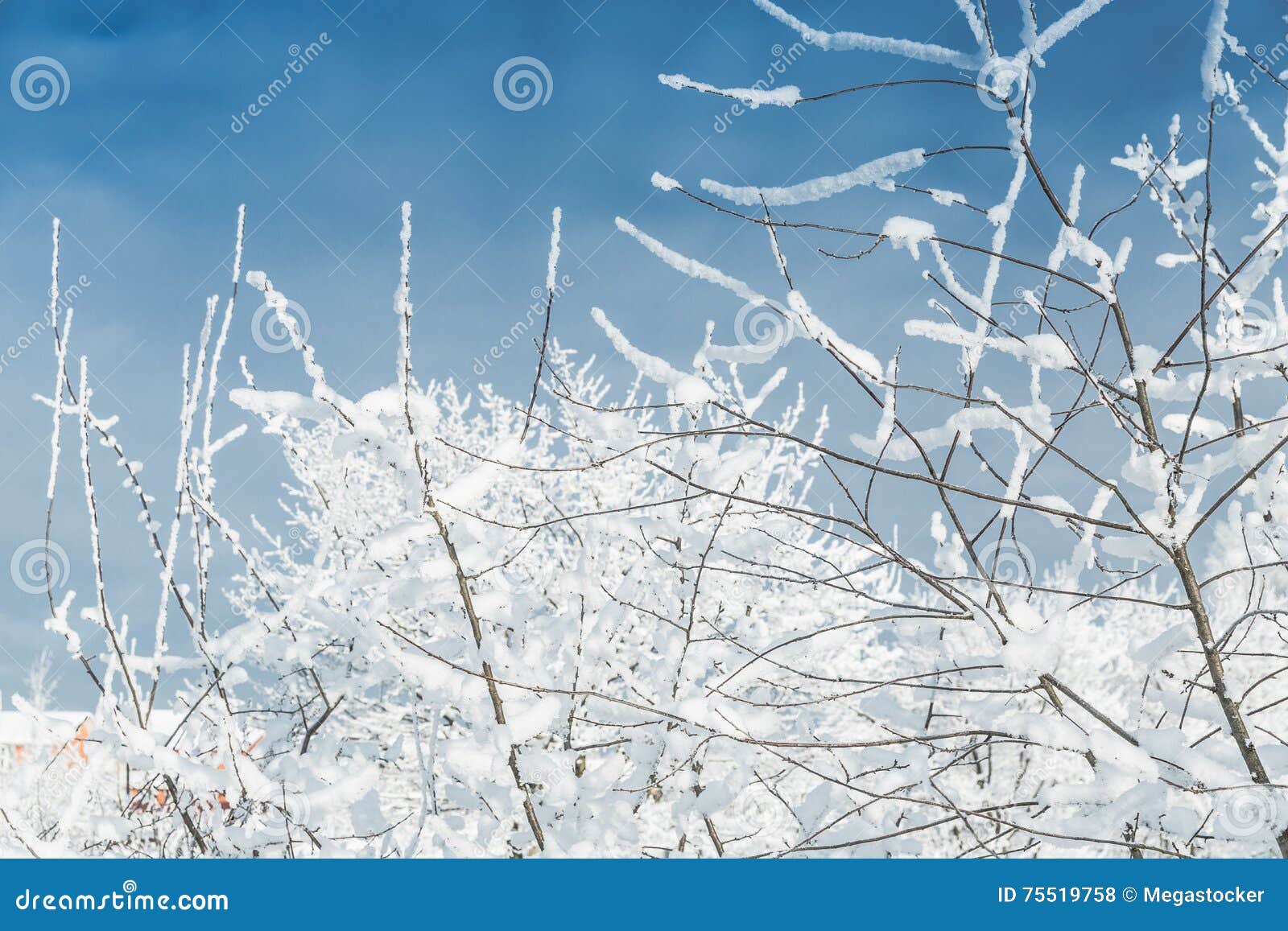 The snowy trees in January stock photo. Image of white - 75519758