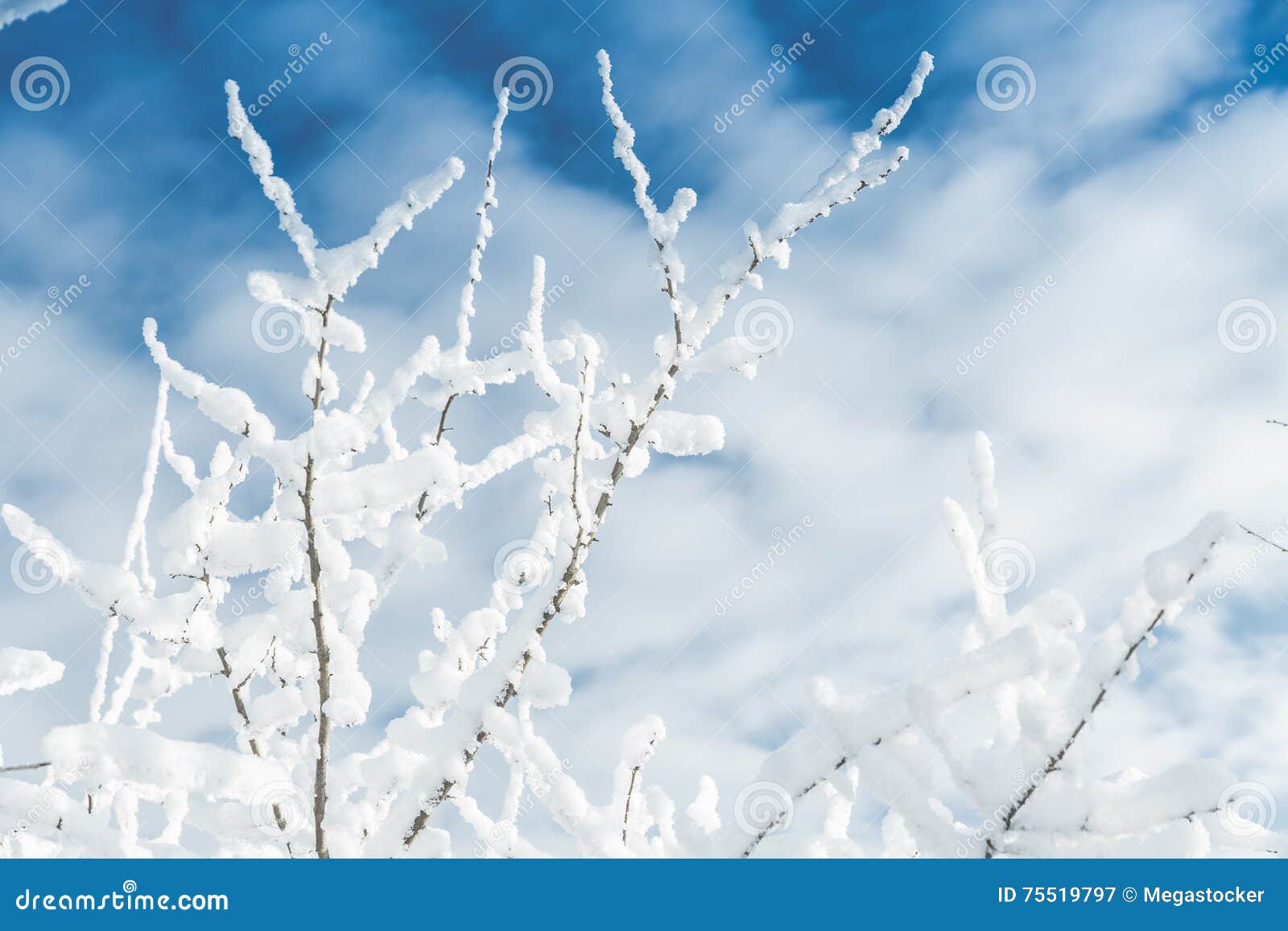 The snowy trees in January stock image. Image of country - 75519797
