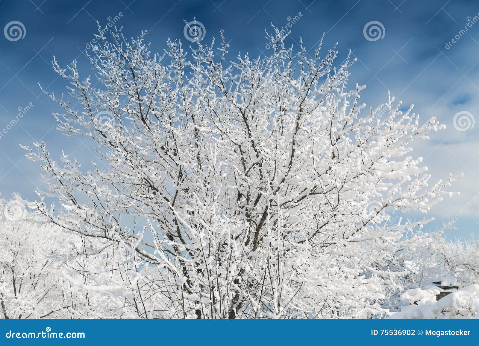 The snowy trees in January stock photo. Image of forest - 75536902