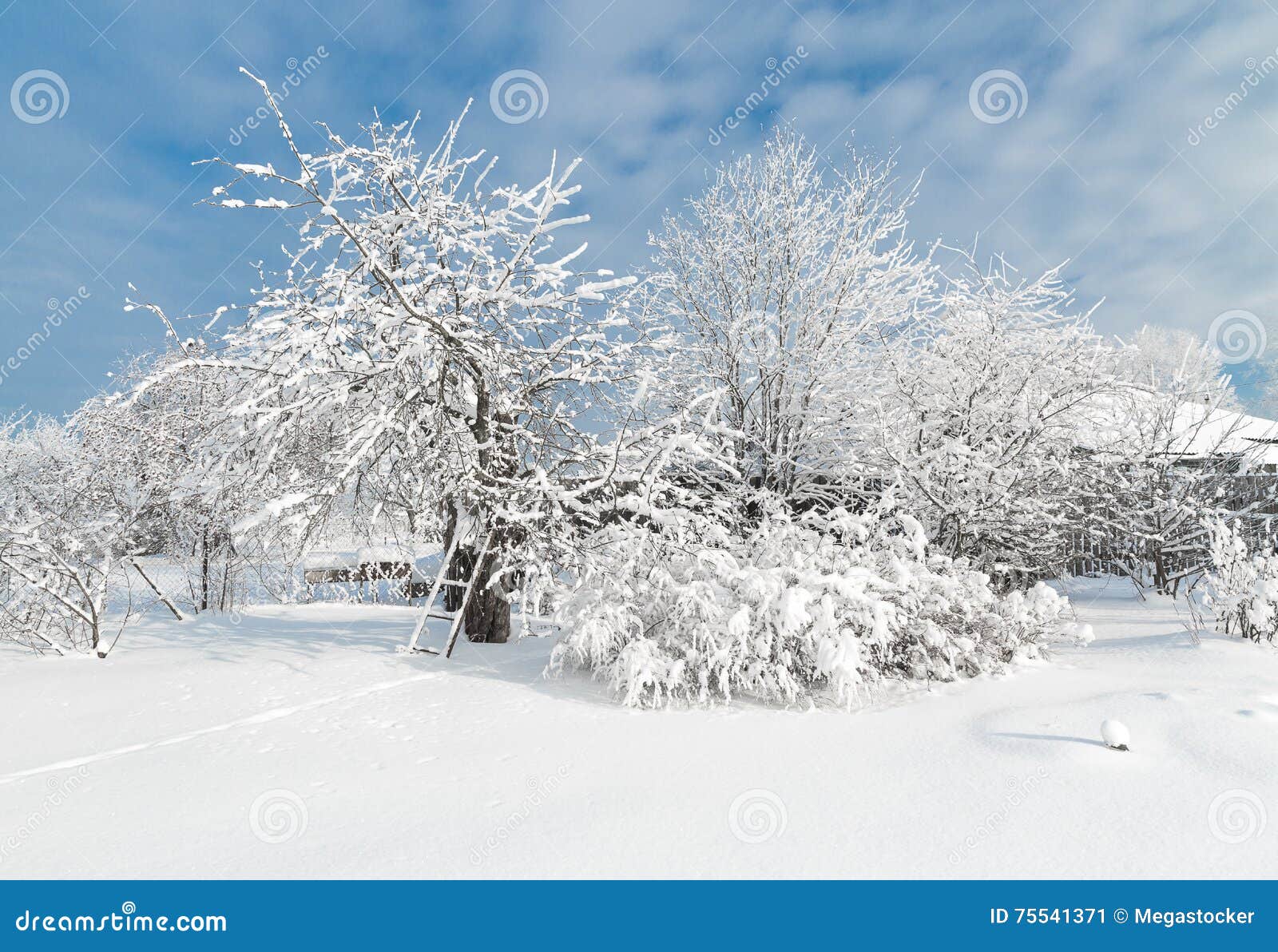 The snowy trees in January stock image. Image of season - 75541371