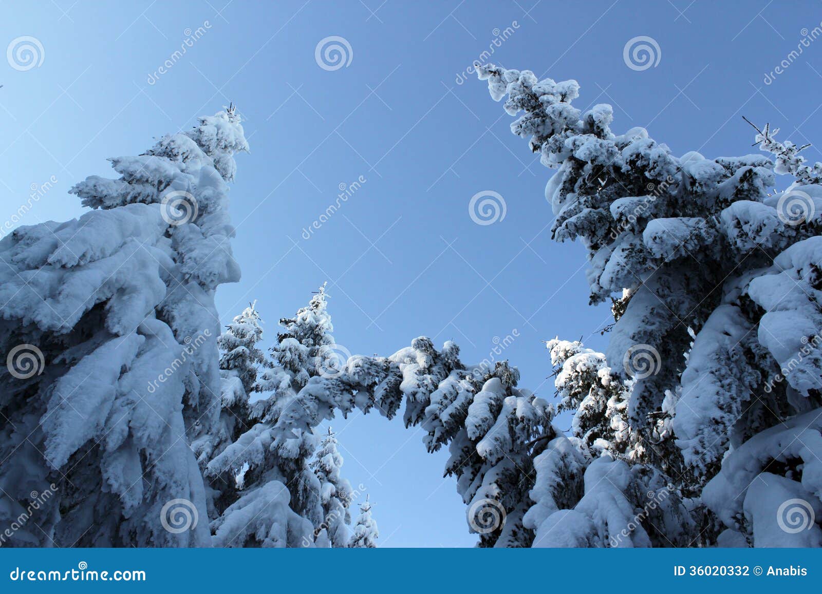 Snowy trees! stock photo. Image of merry, snow, abstract - 36020332