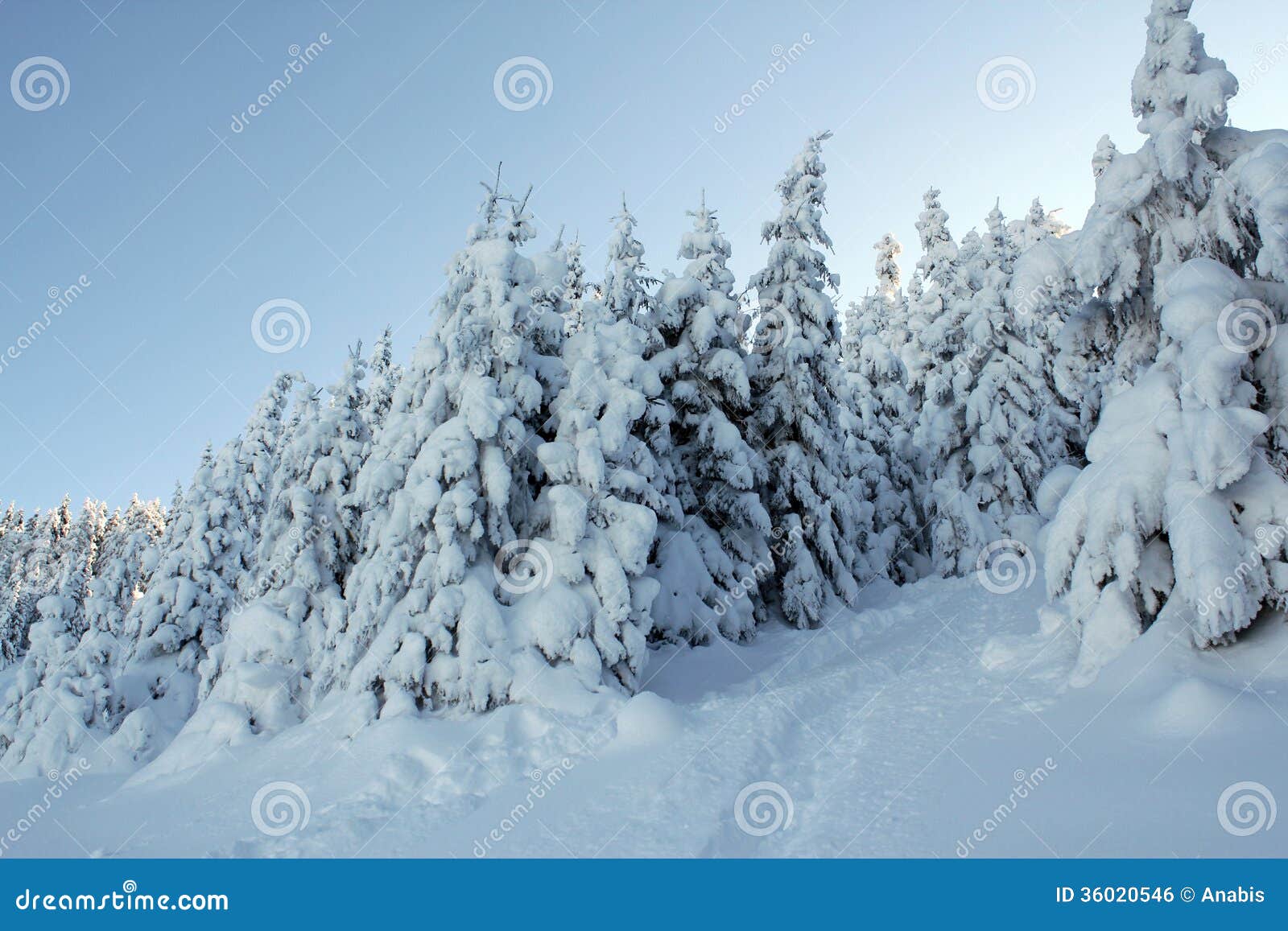 Snowy trees! stock photo. Image of tree, mountain, abstract - 36020546