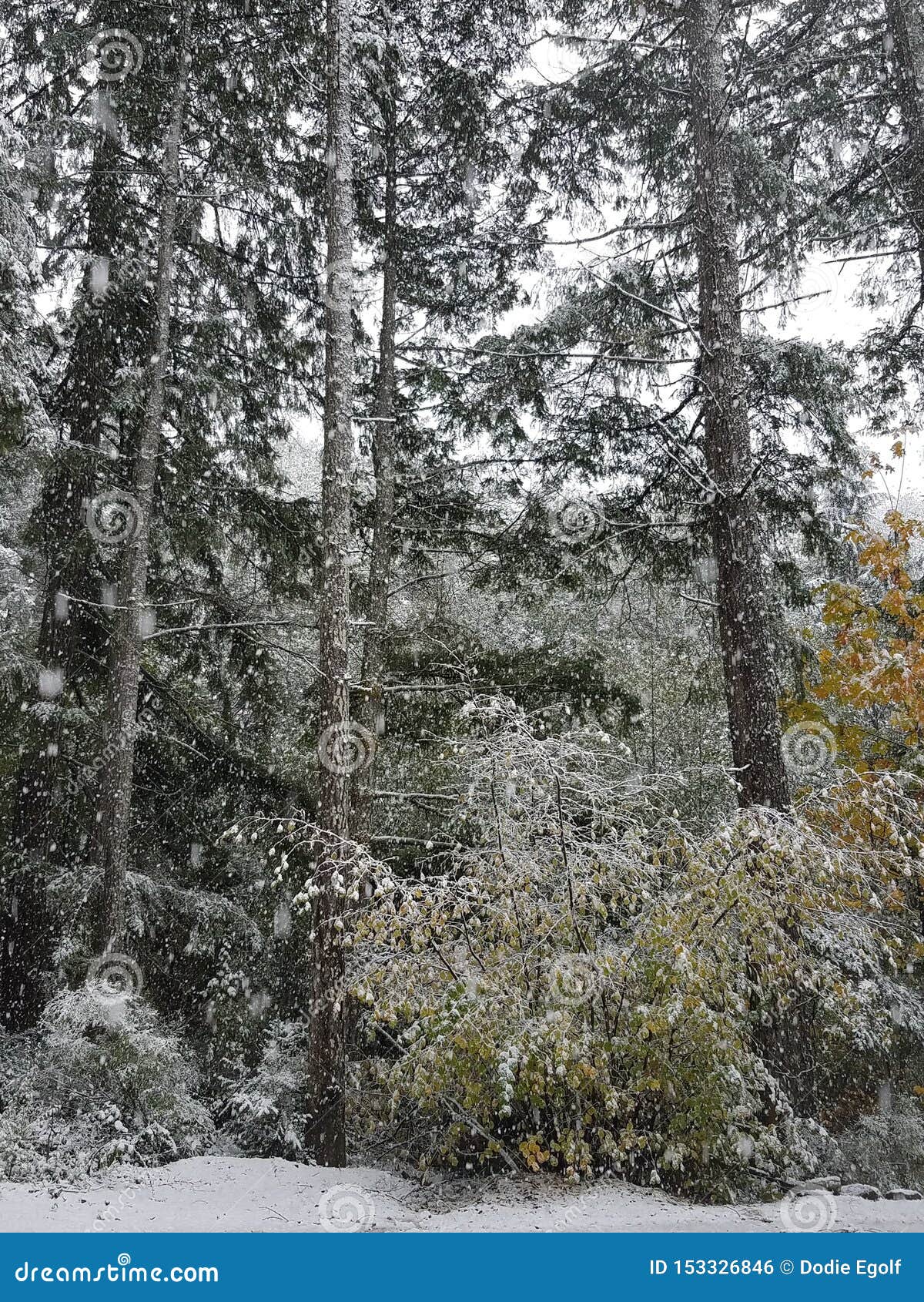 Snowy Trees stock photo. Image of trees, scenery, snow - 153326846