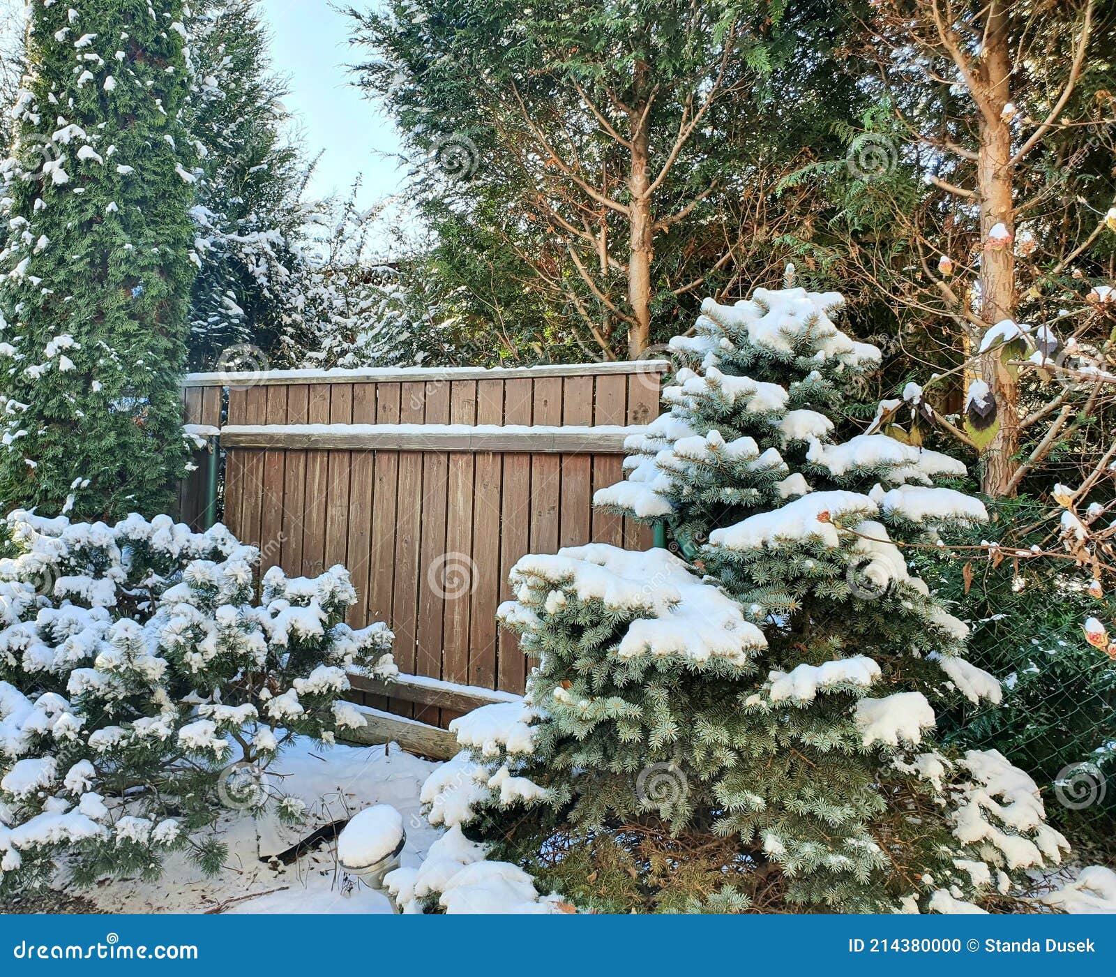 Snowy Trees, Shrubs and Fence Stock Photo - Image of freezing, shrub ...