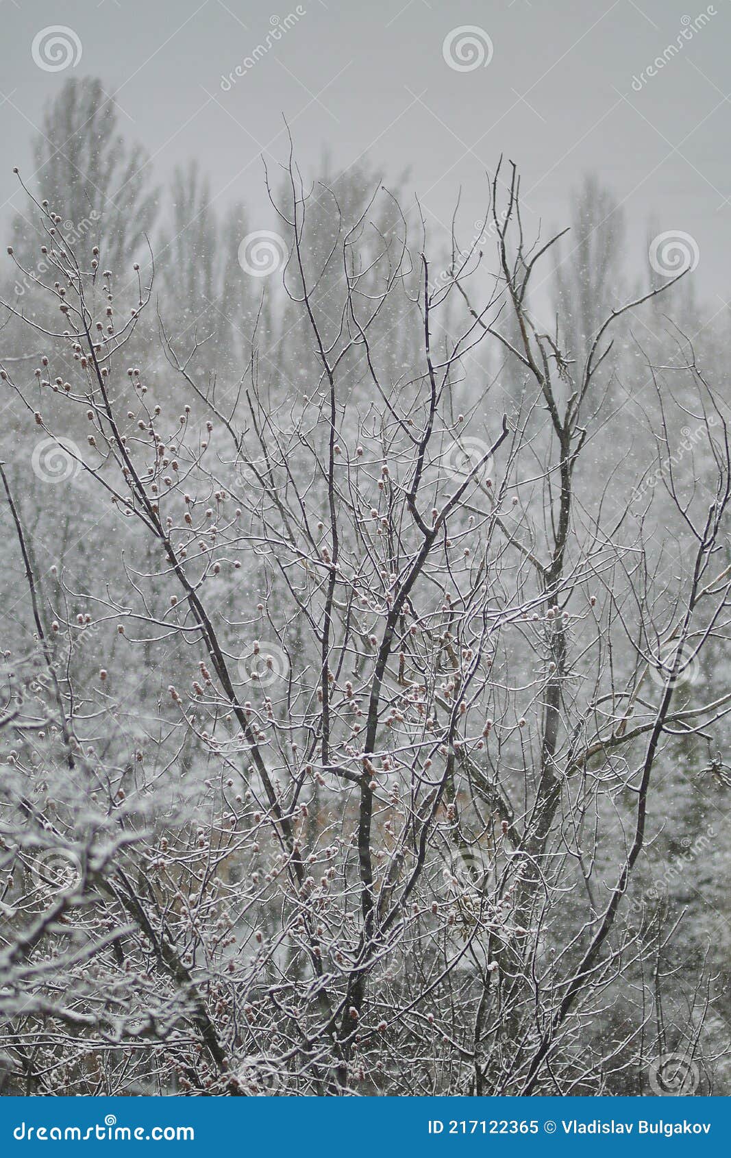 Snowy Trees. Snow on the Trees. Snow in Spring. Stock Image - Image of ...