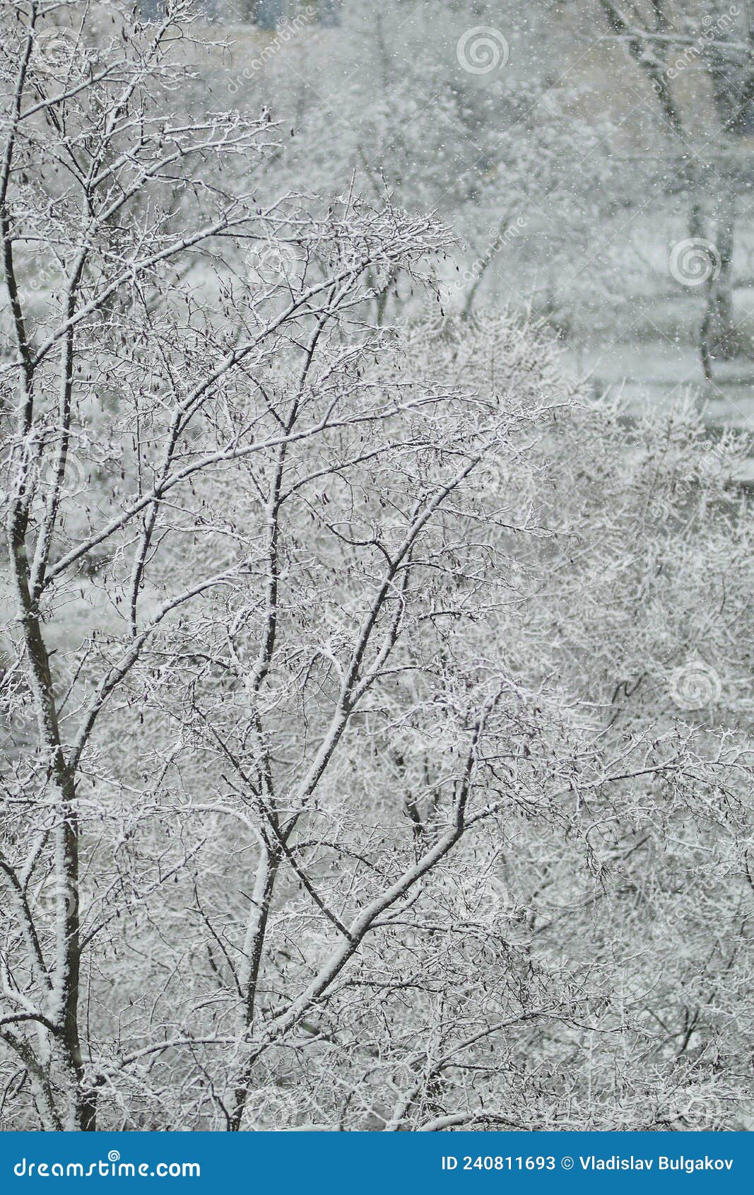 Snowy Trees. Snow on the Trees. Snow in Spring. Stock Image - Image of ...