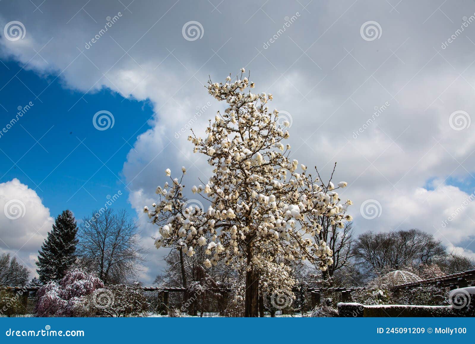 Snowy Trees in Spring, April Weather Stock Image - Image of landscape ...