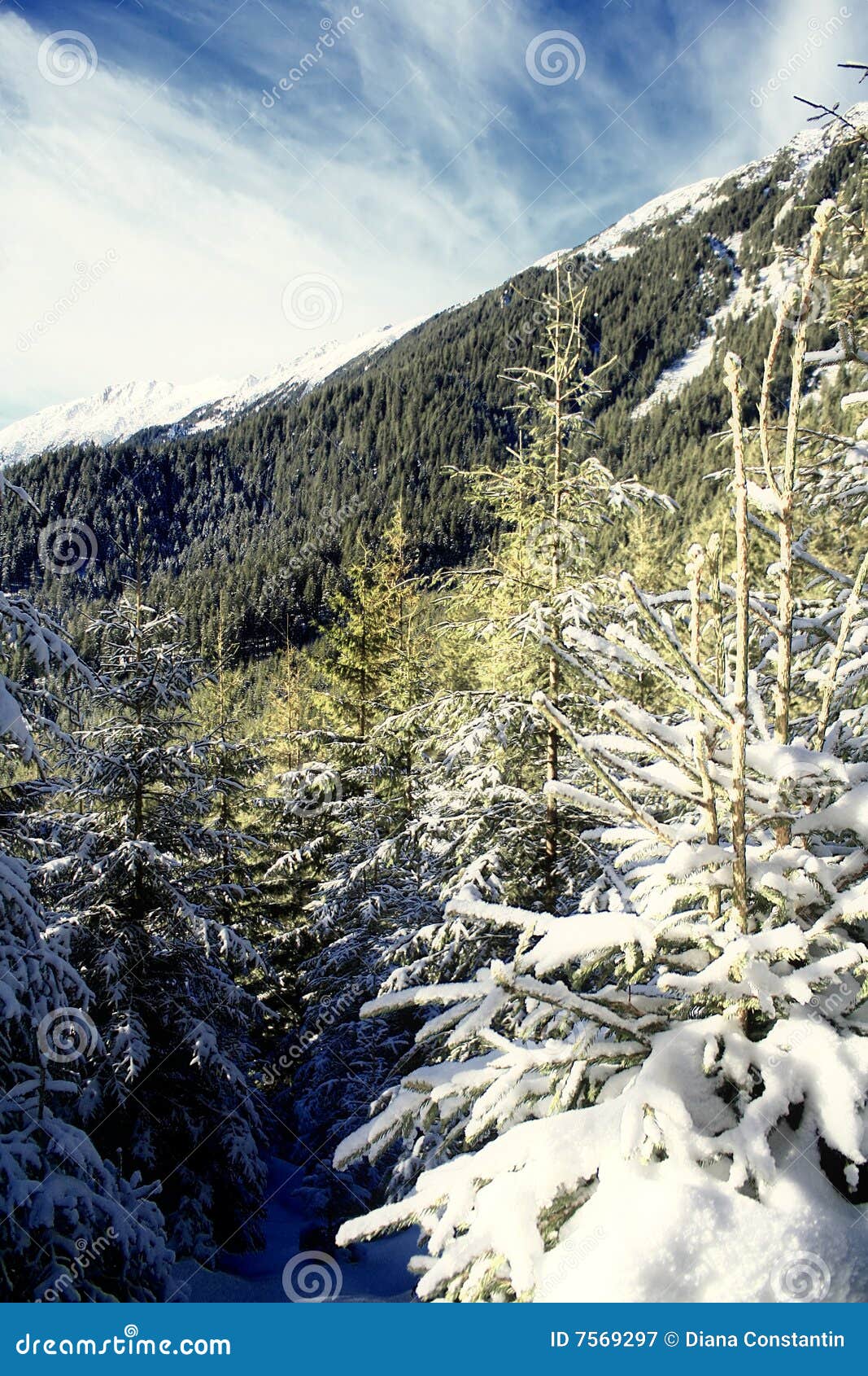 Snowy trees in the sun stock image. Image of mountaineers - 7569297