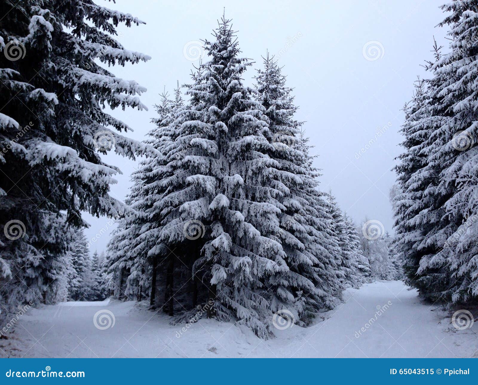 Snowy trees stock image. Image of snowy, winter, trees - 65043515