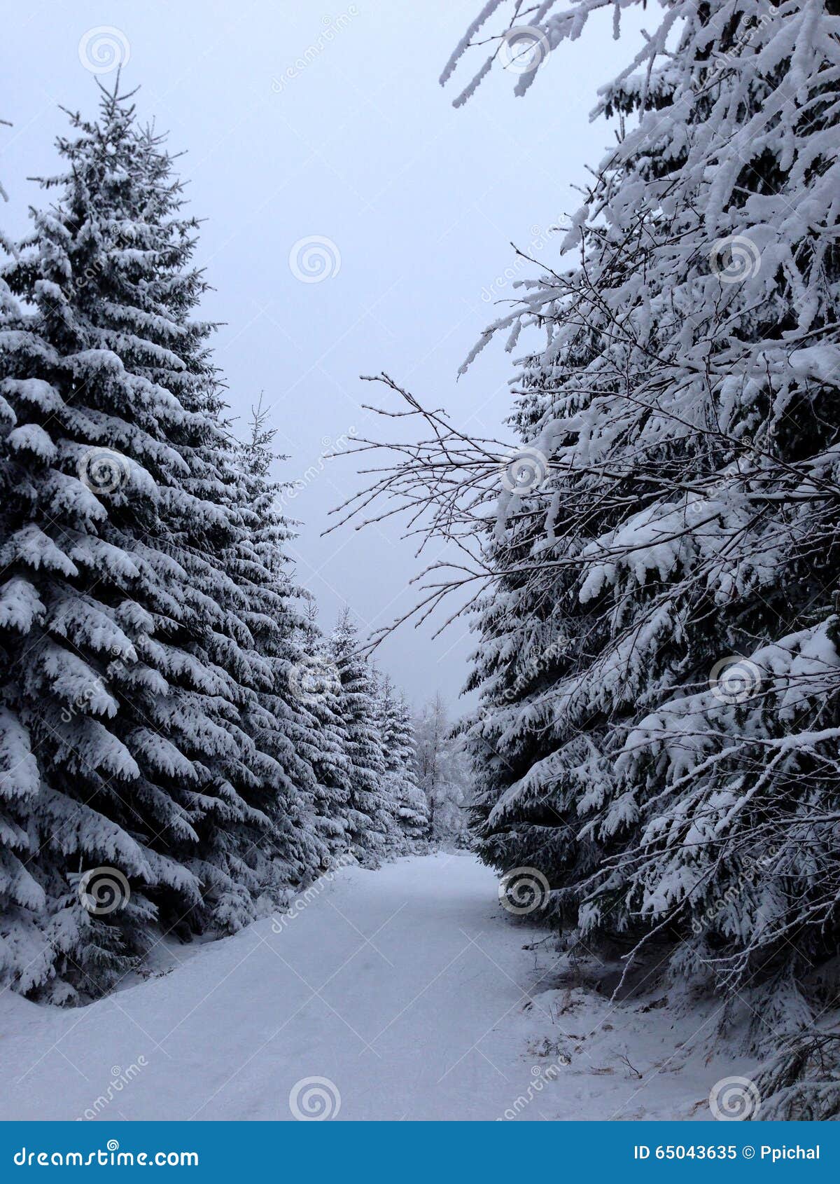 Snowy trees stock image. Image of spruce, mountain, conifer - 65043635