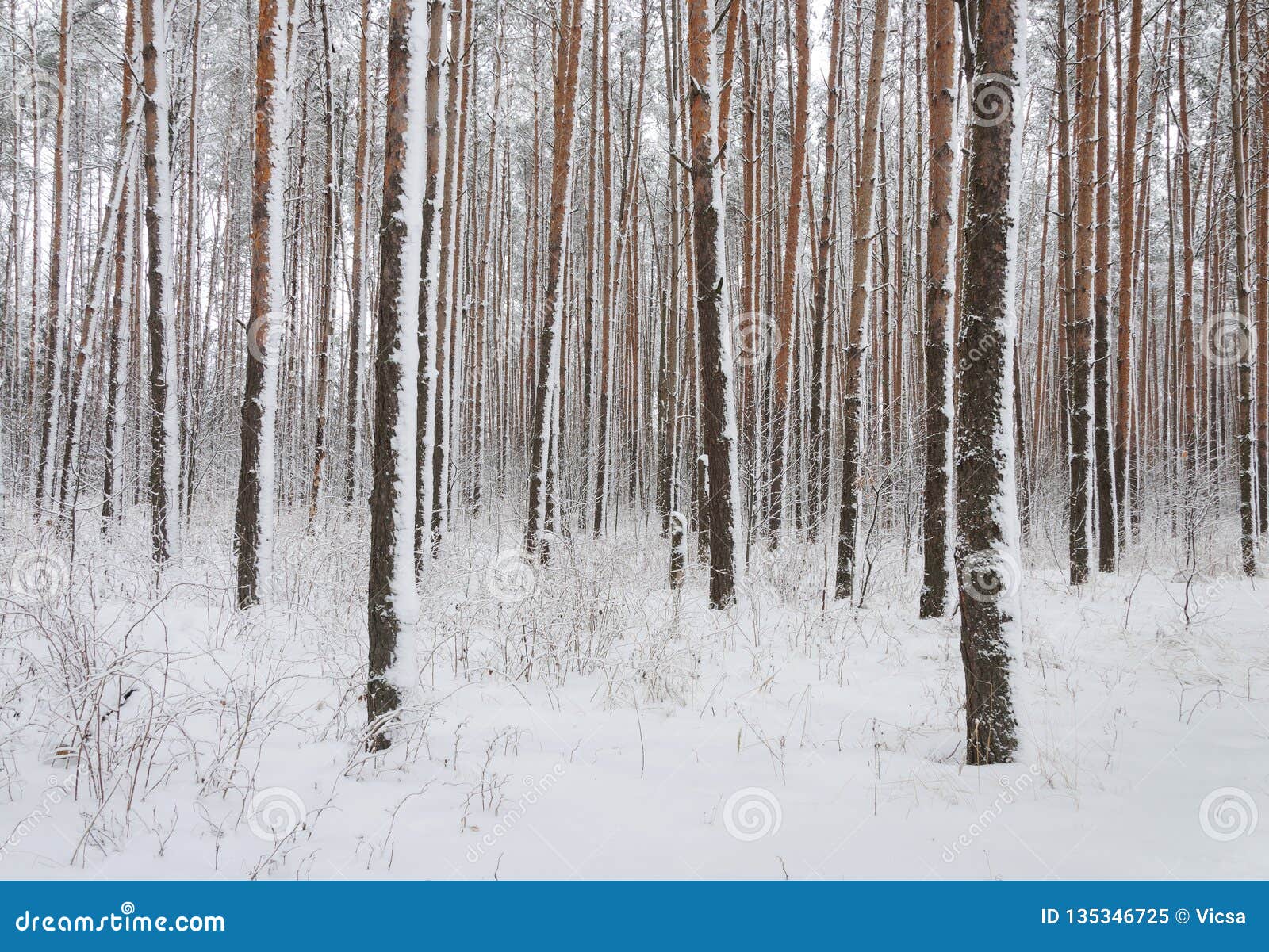 Snowy Trees in Winter Forest Stock Image - Image of wood, nature: 135346725