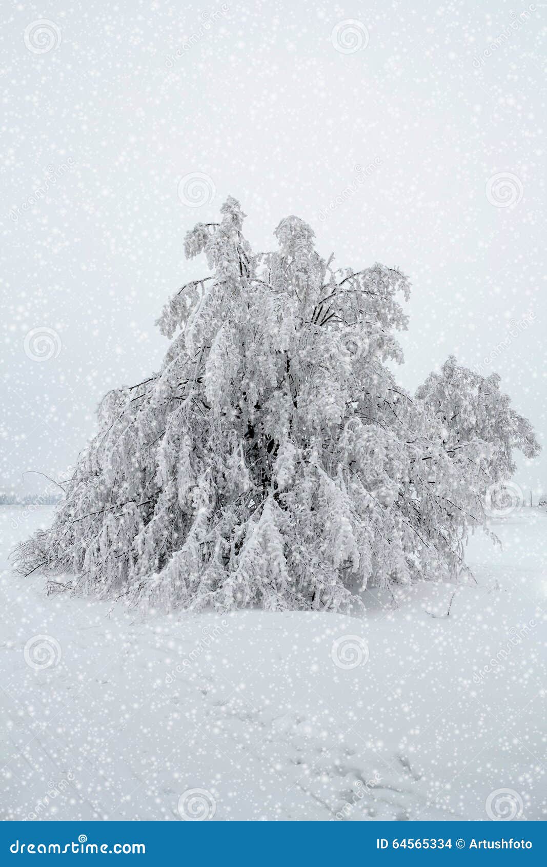 Snowy Trees in Winter Landscape Stock Photo - Image of space, beauty ...