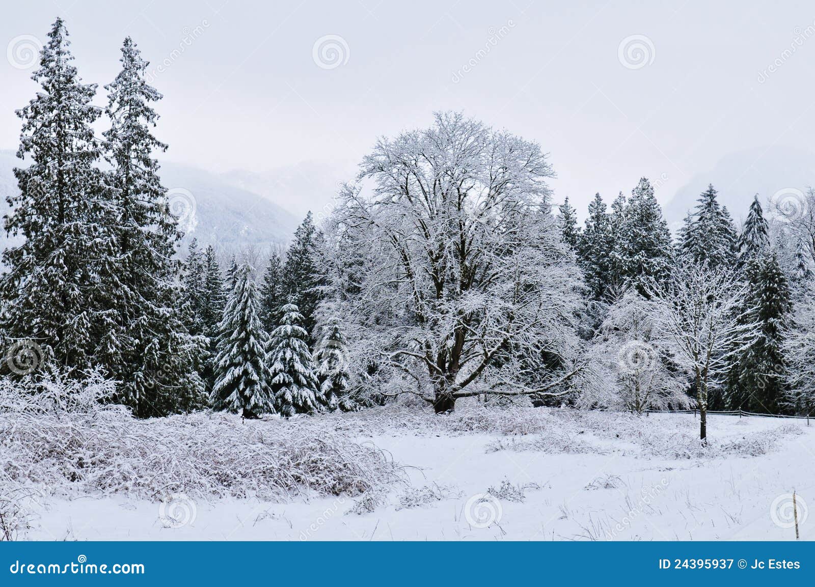 Snowy treetops stock image. Image of snow, light, reflective - 24395937