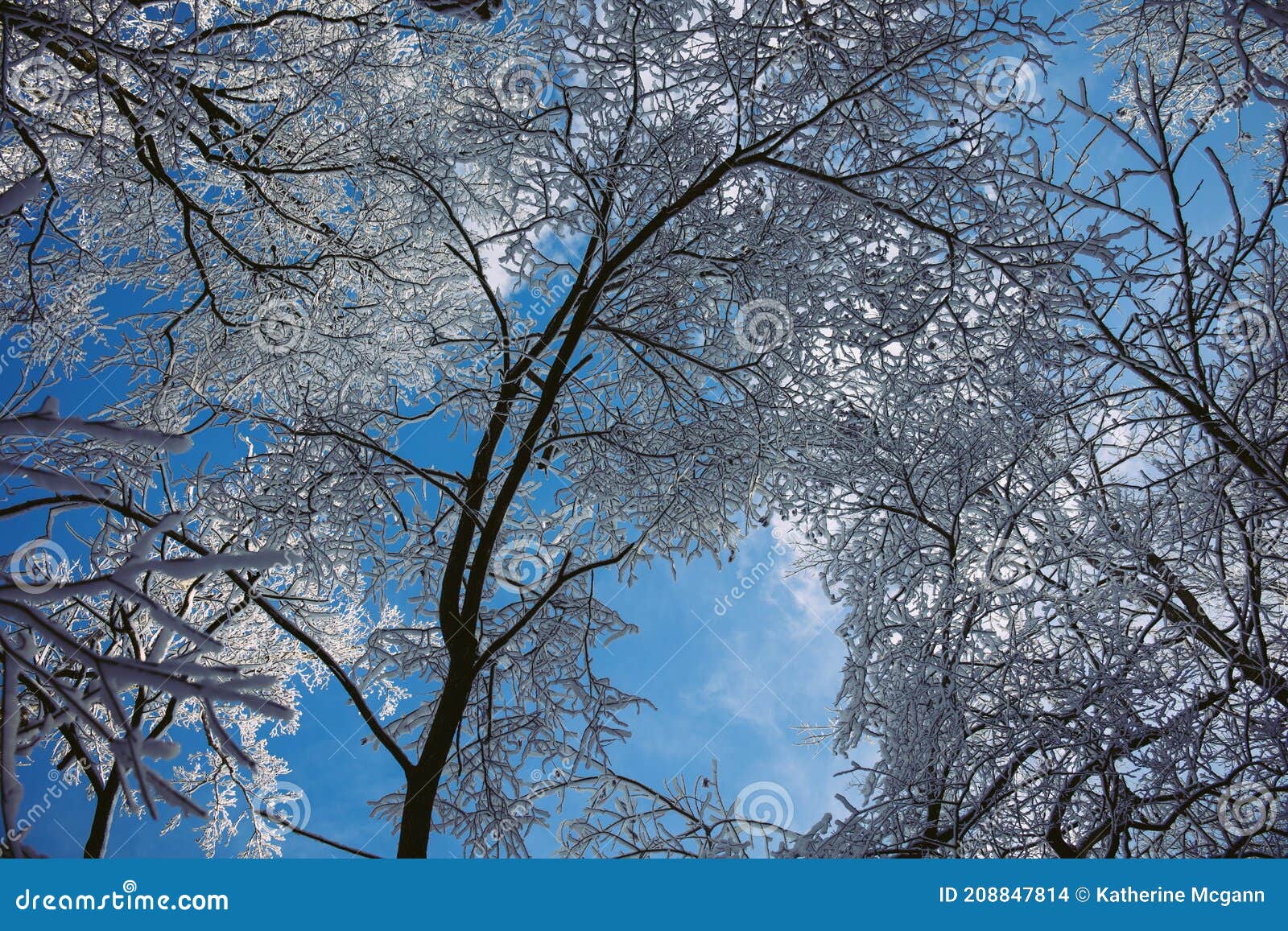 Snowy treetops stock photo. Image of autumn, blossom - 208847814