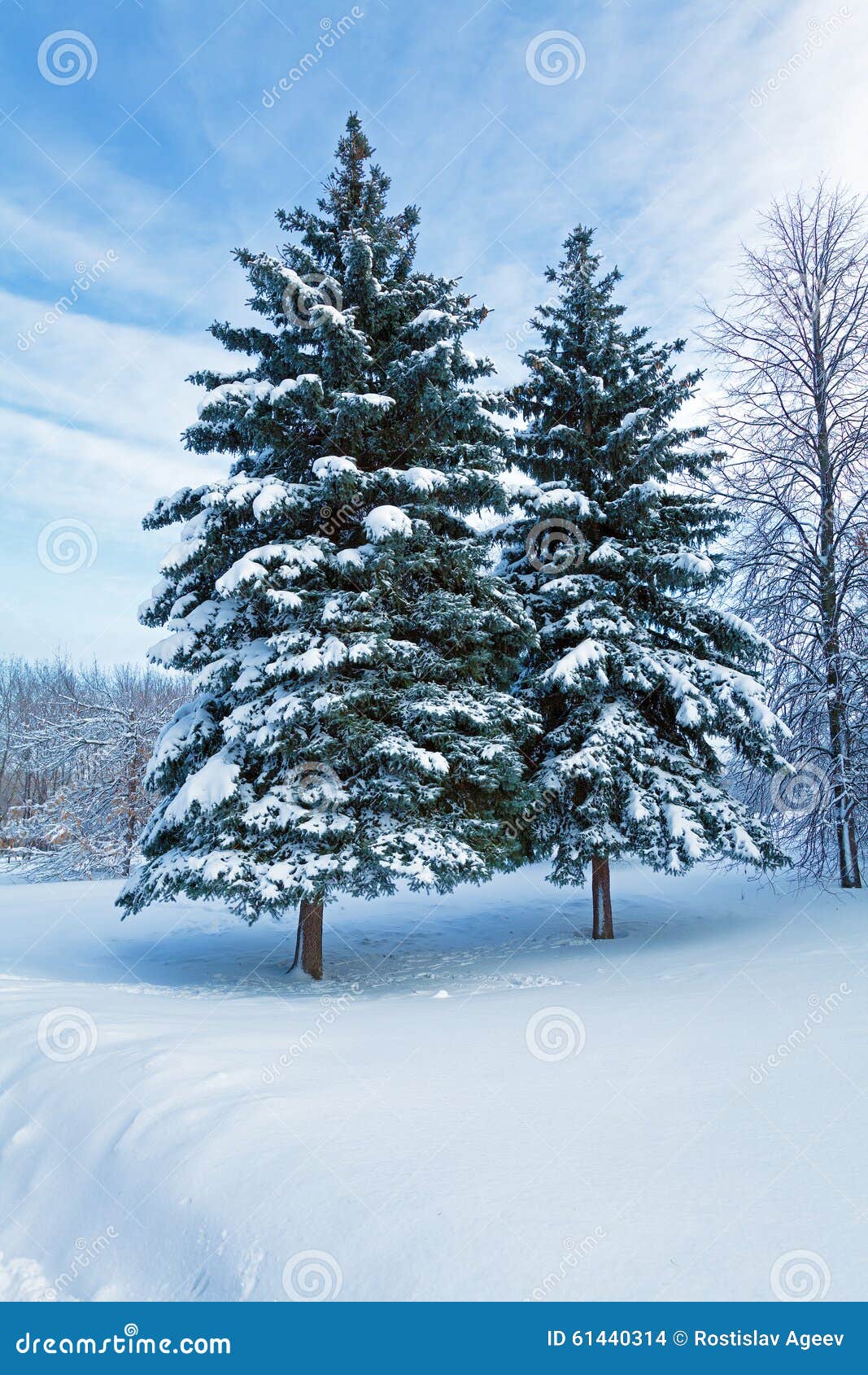 Snowy Two Pine Trees stock photo. Image of spruce, white - 61440314