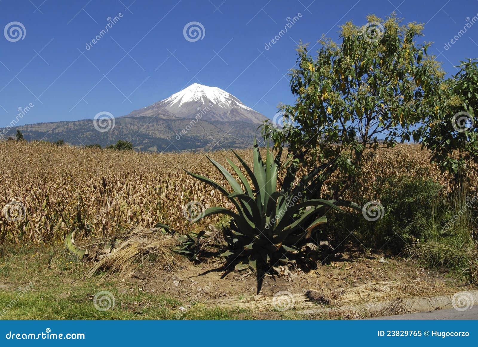 Snowy Volcano Corn and Agave in the Foreground Stock Image - Image of ...