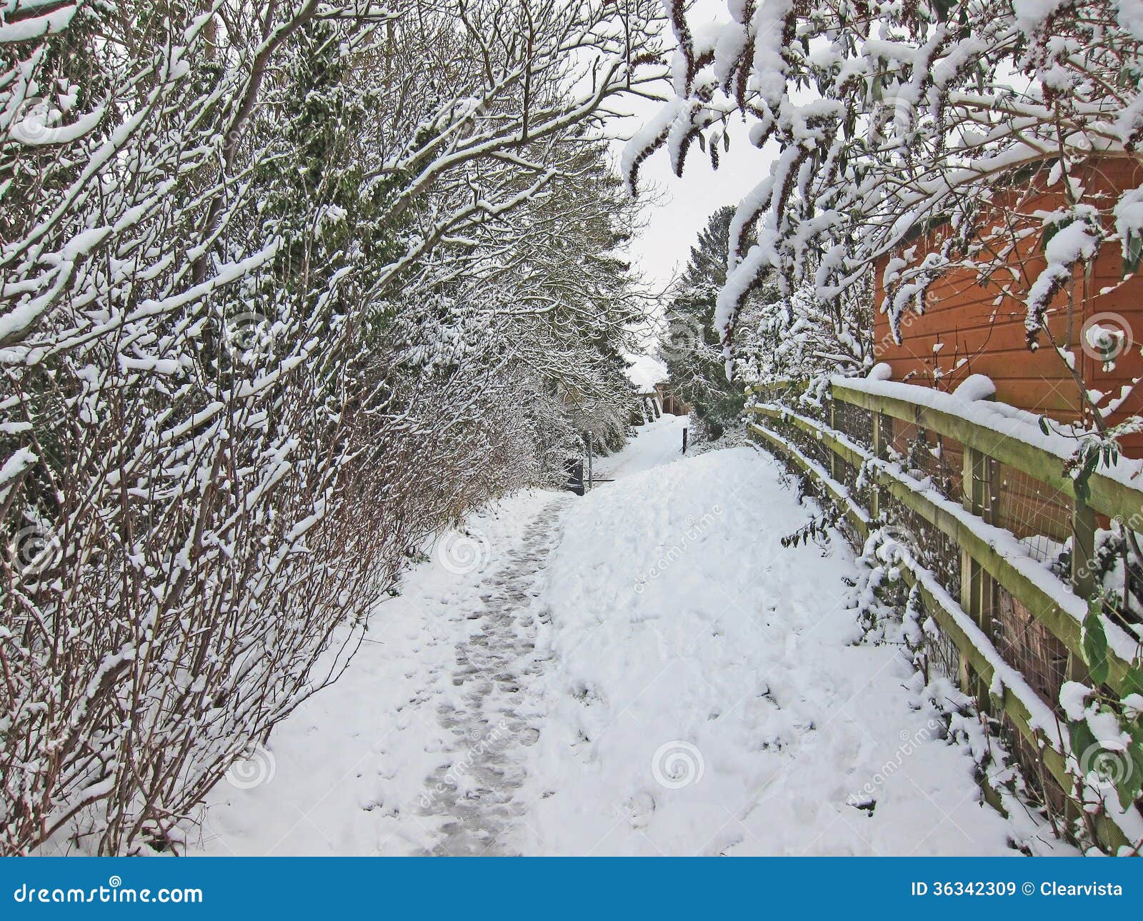 Snow Walk through the Trees. Stock Image - Image of trees, hanging ...