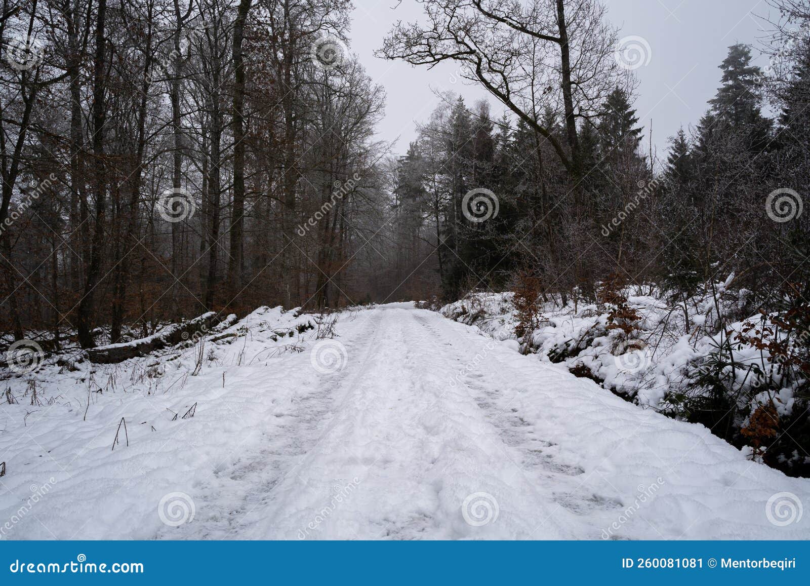 Snowy Walkway in the Forest in Winter Stock Image - Image of outdoor ...
