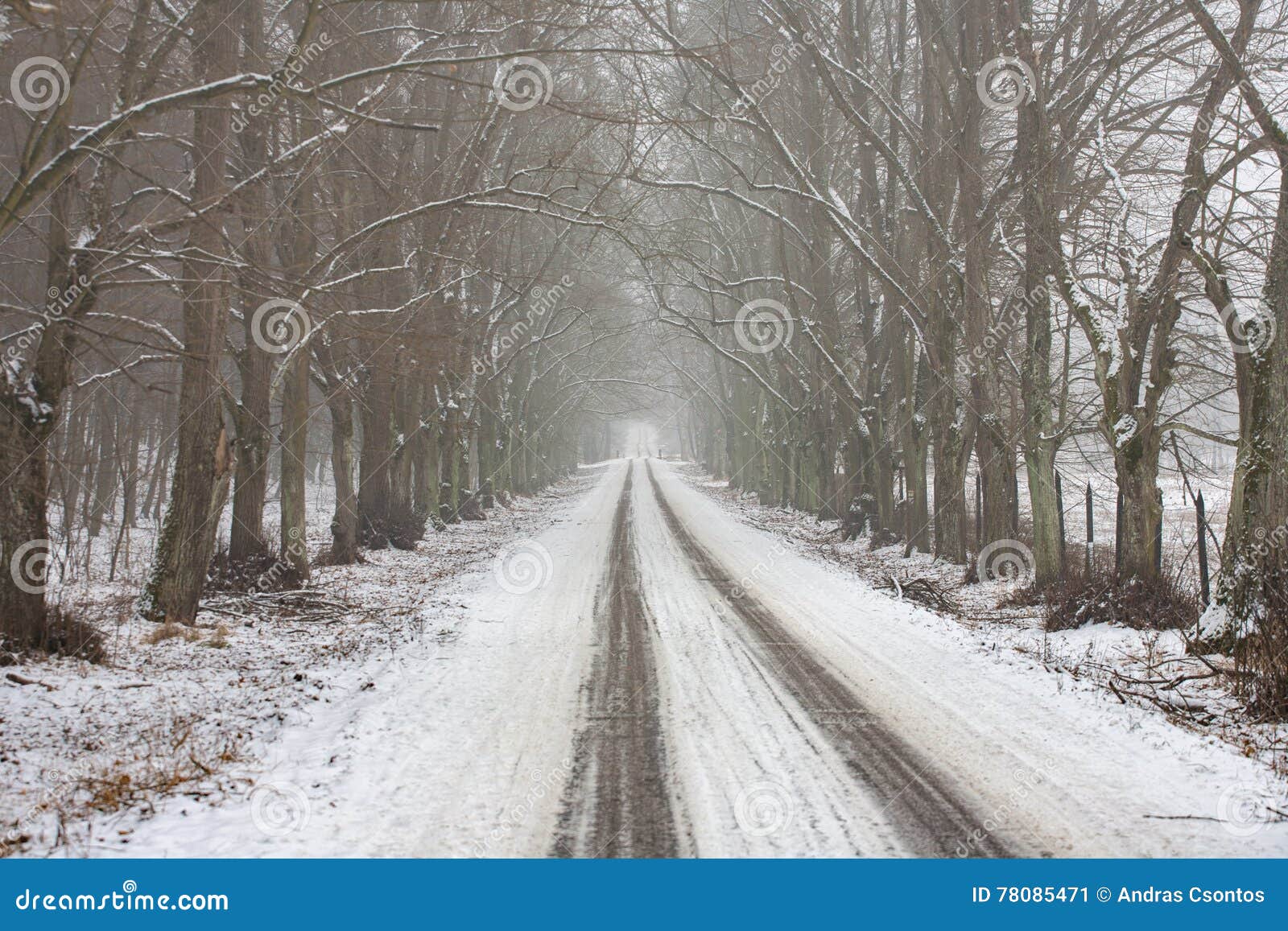 Snowy Way Running through a Forest Stock Image - Image of tree, white ...