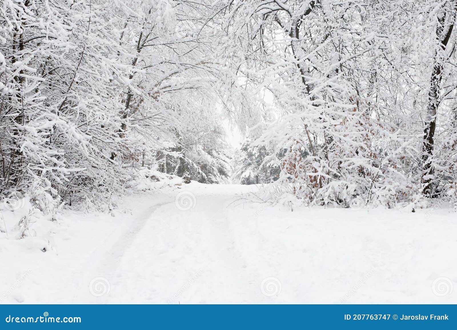 Snowy Way in Wintry Forest stock image. Image of travel - 207763747