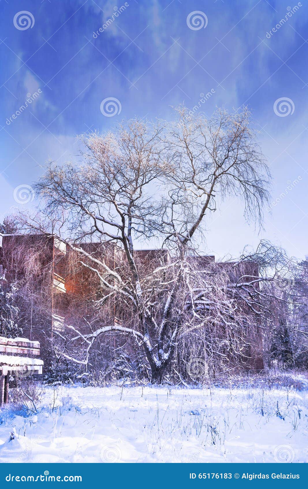 Snowy-Weide zur Winterzeit stockbild. Bild von stimmung - 65176183