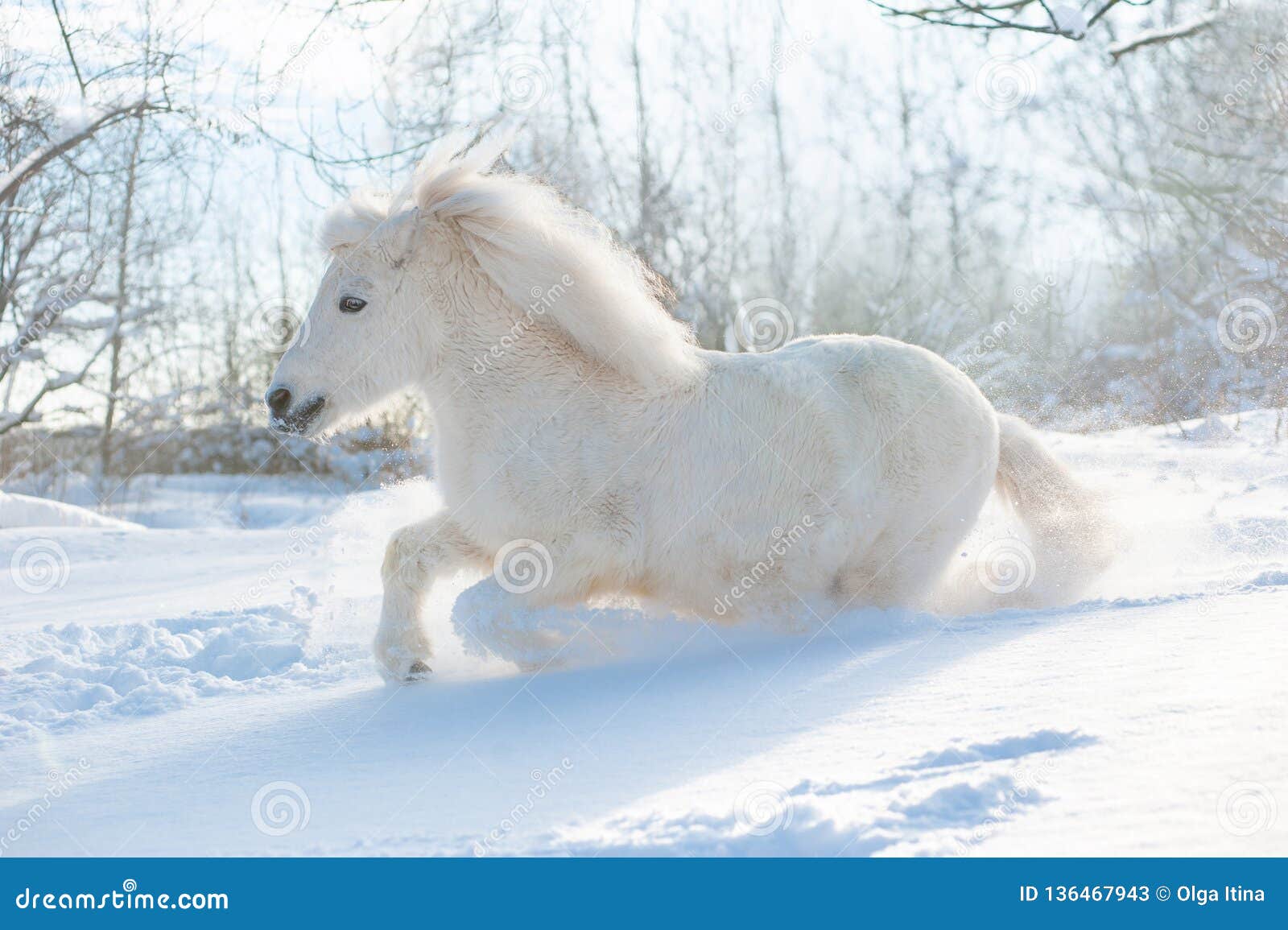 Snowy White Cute Fluffy Pony Runs Free in Snowy Winter Stock Image ...