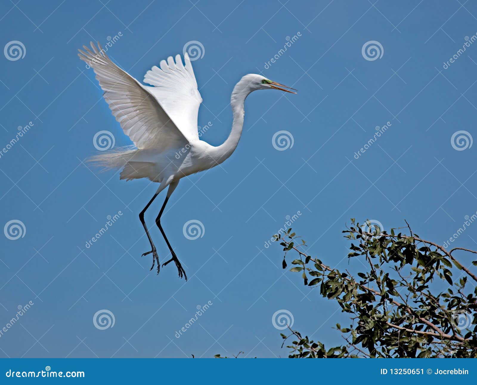 Snowy white egret flying stock image. Image of landing - 13250651