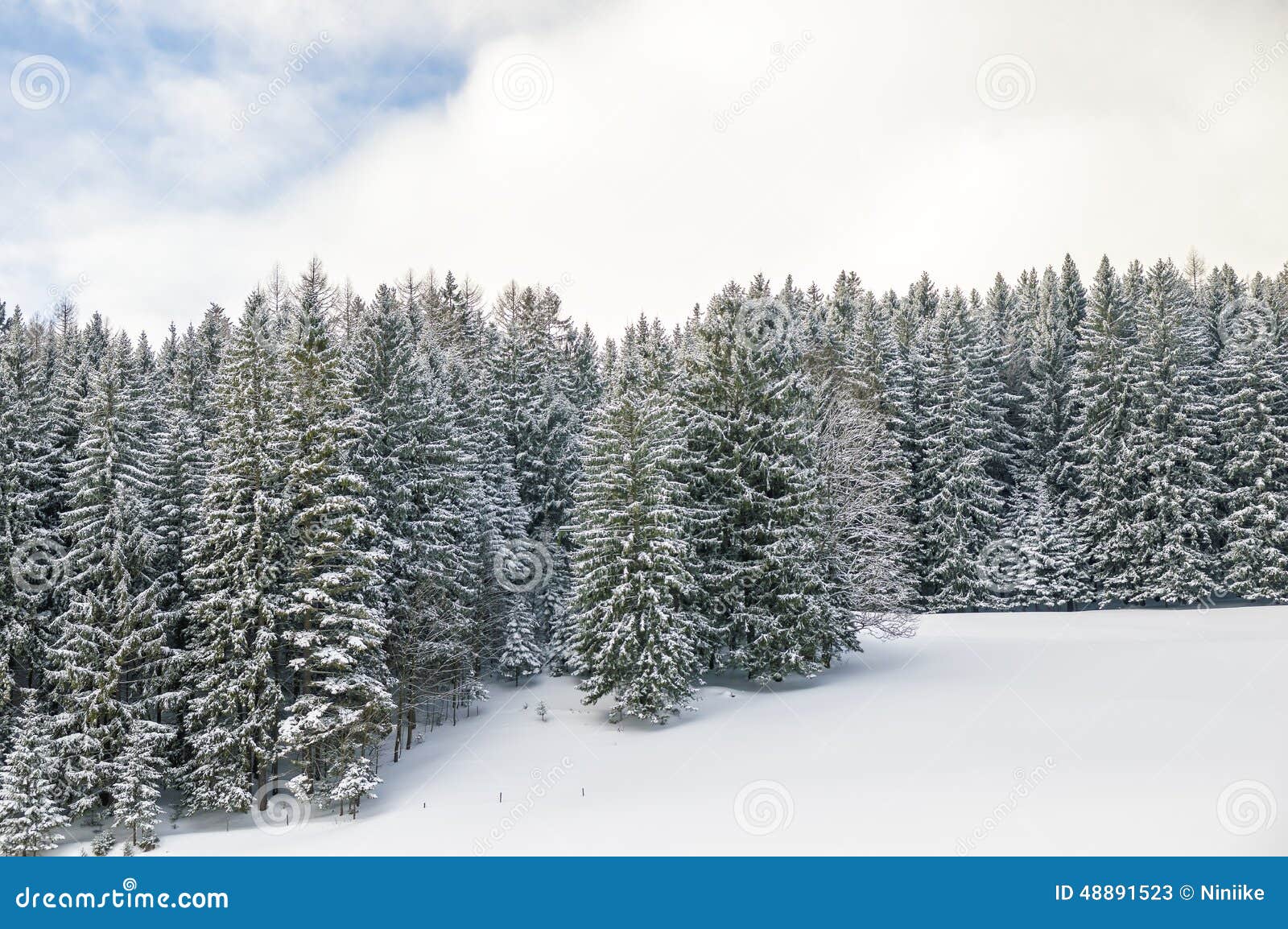Snowy white pines stock image. Image of scenery, park - 48891523