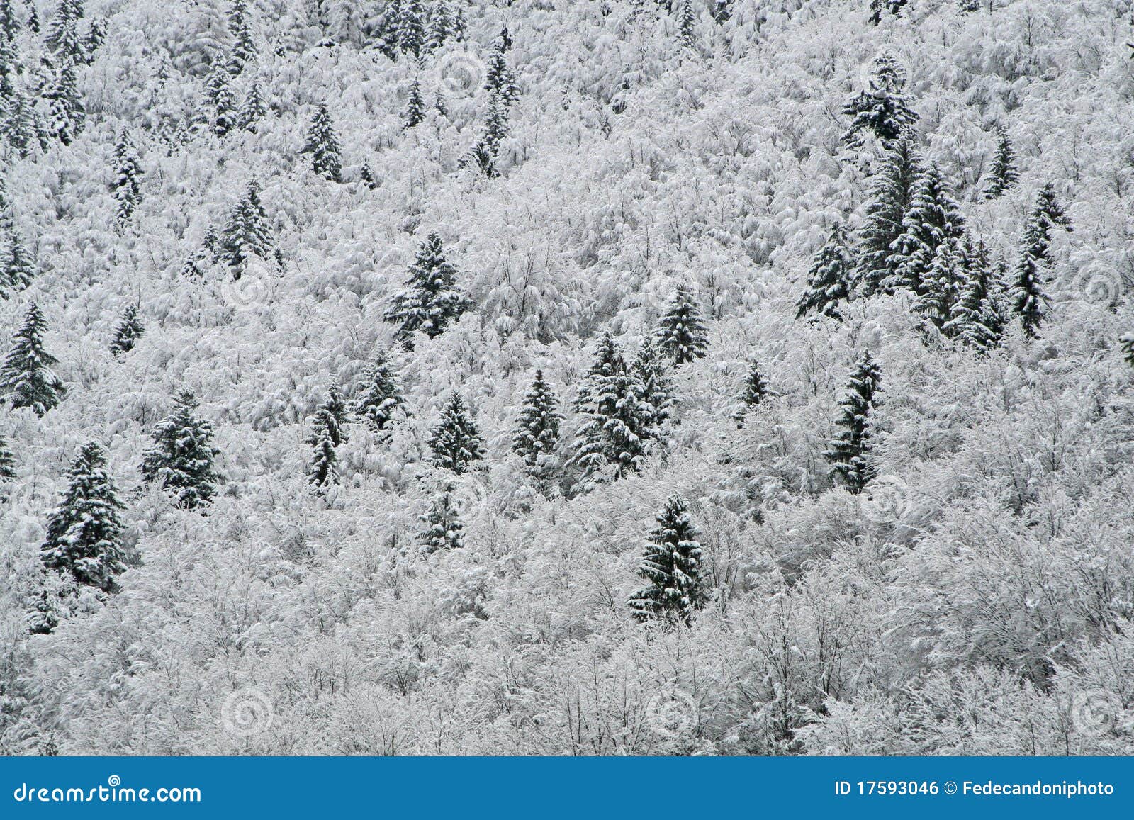 Snowy White Trees in the Mountains Stock Photo - Image of mountain ...