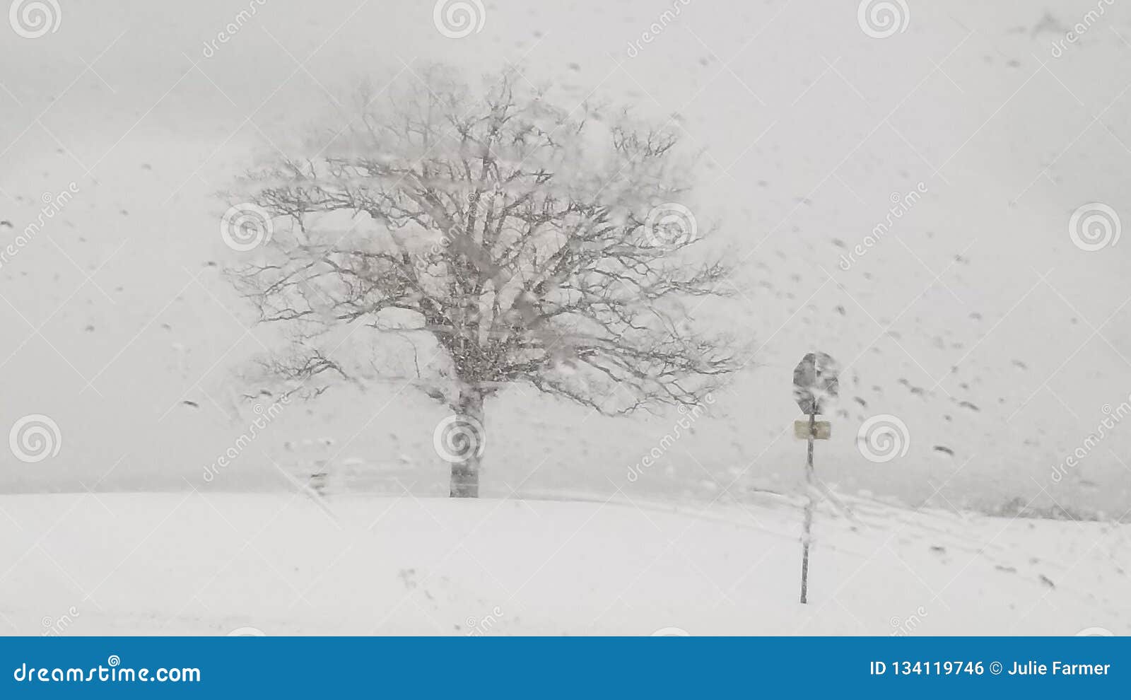 Snowy wind blown stock photo. Image of windy, snowy - 134119746