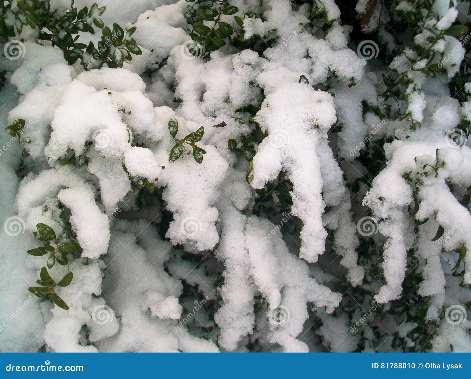 Snowy winter Bush stock photo. Image of winter, detail - 81788010