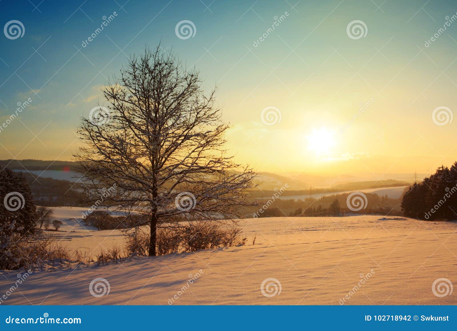 Winter Sunset Landscape with Tree. Stock Photo - Image of tree, snowy ...