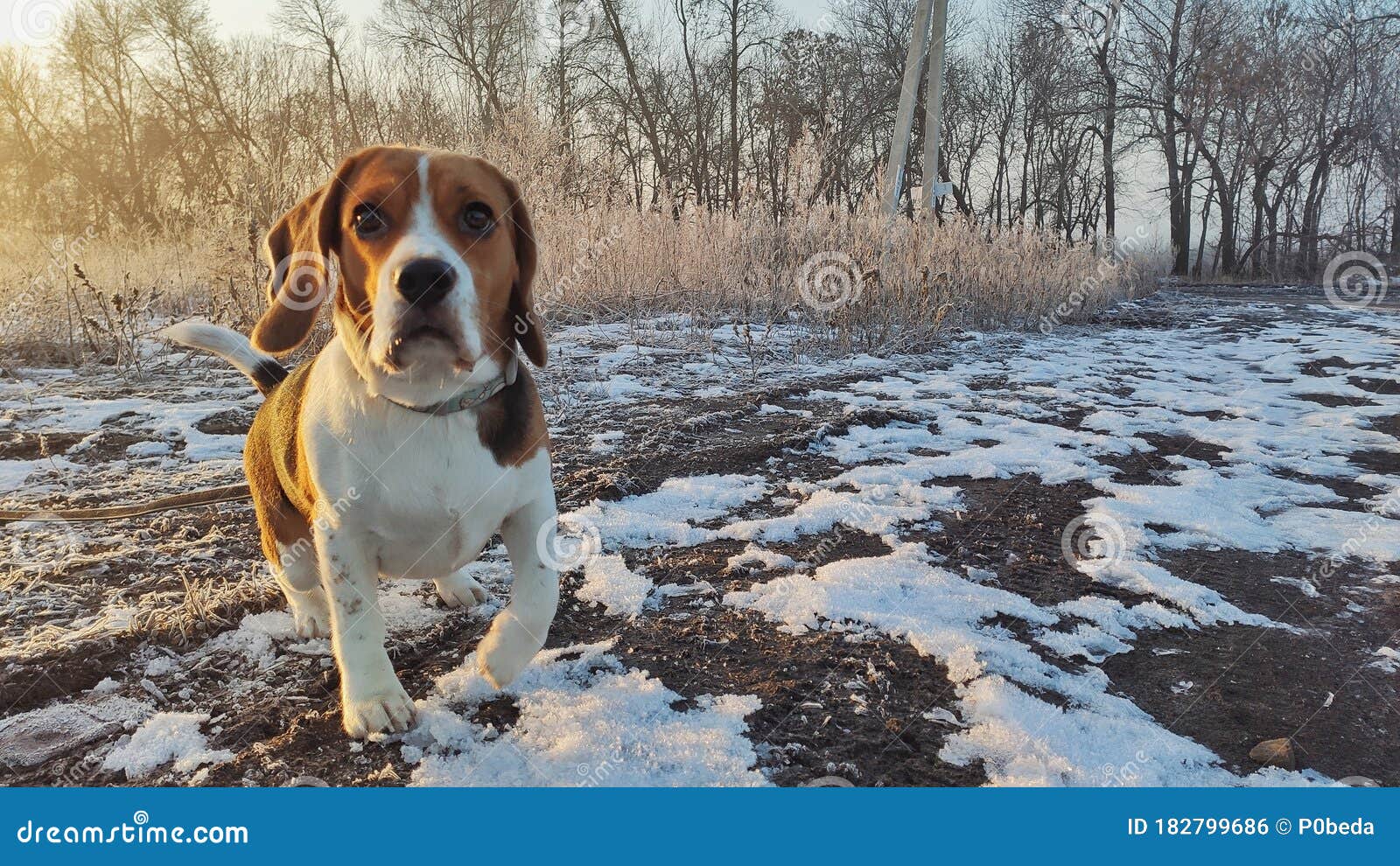 Snowy Winter Cute Beagle Walk Stock Photo - Image of fear, morning ...