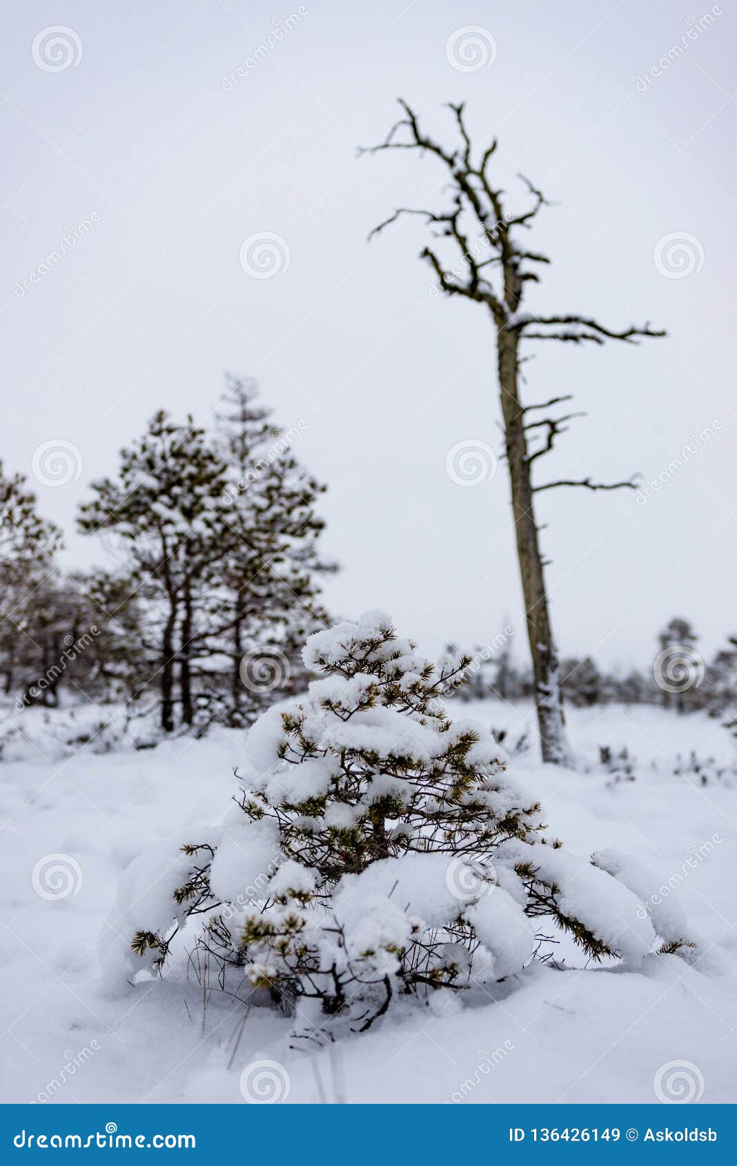 Snowy Winter Day at Swamp. Small Swamp Trees. Stock Image - Image of ...