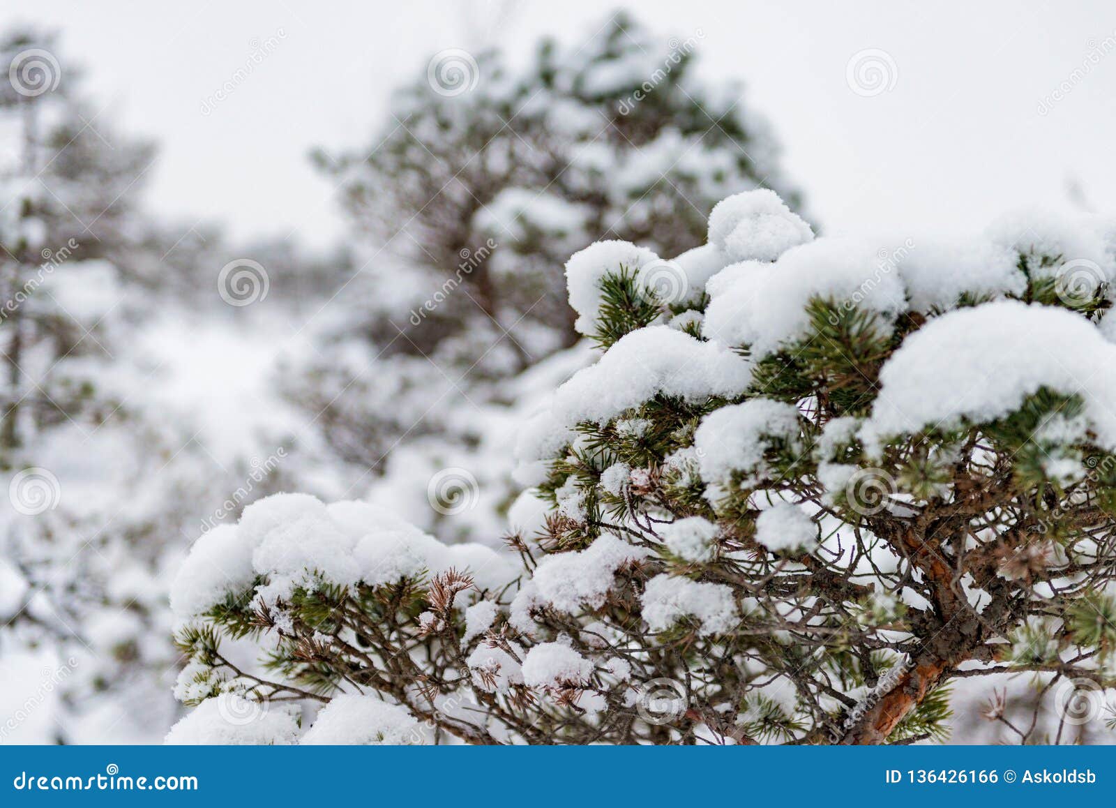 Snowy Winter Day at Swamp. Small Swamp Trees. Stock Photo - Image of ...