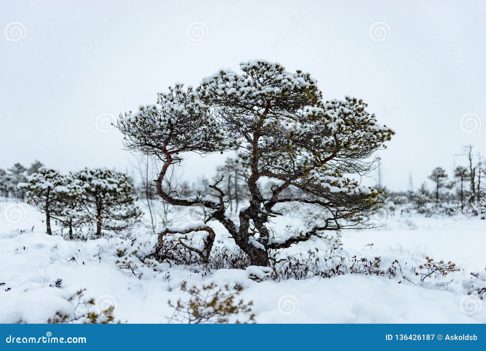 Snowy Winter Day at Swamp. Small Swamp Trees. Stock Image - Image of ...