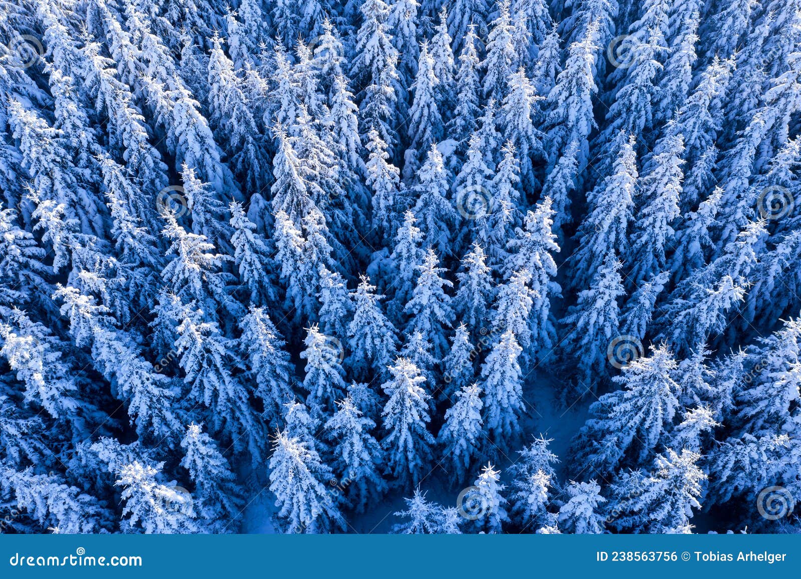 Snowy Winter Forest from Above Stock Photo - Image of nature, tree ...