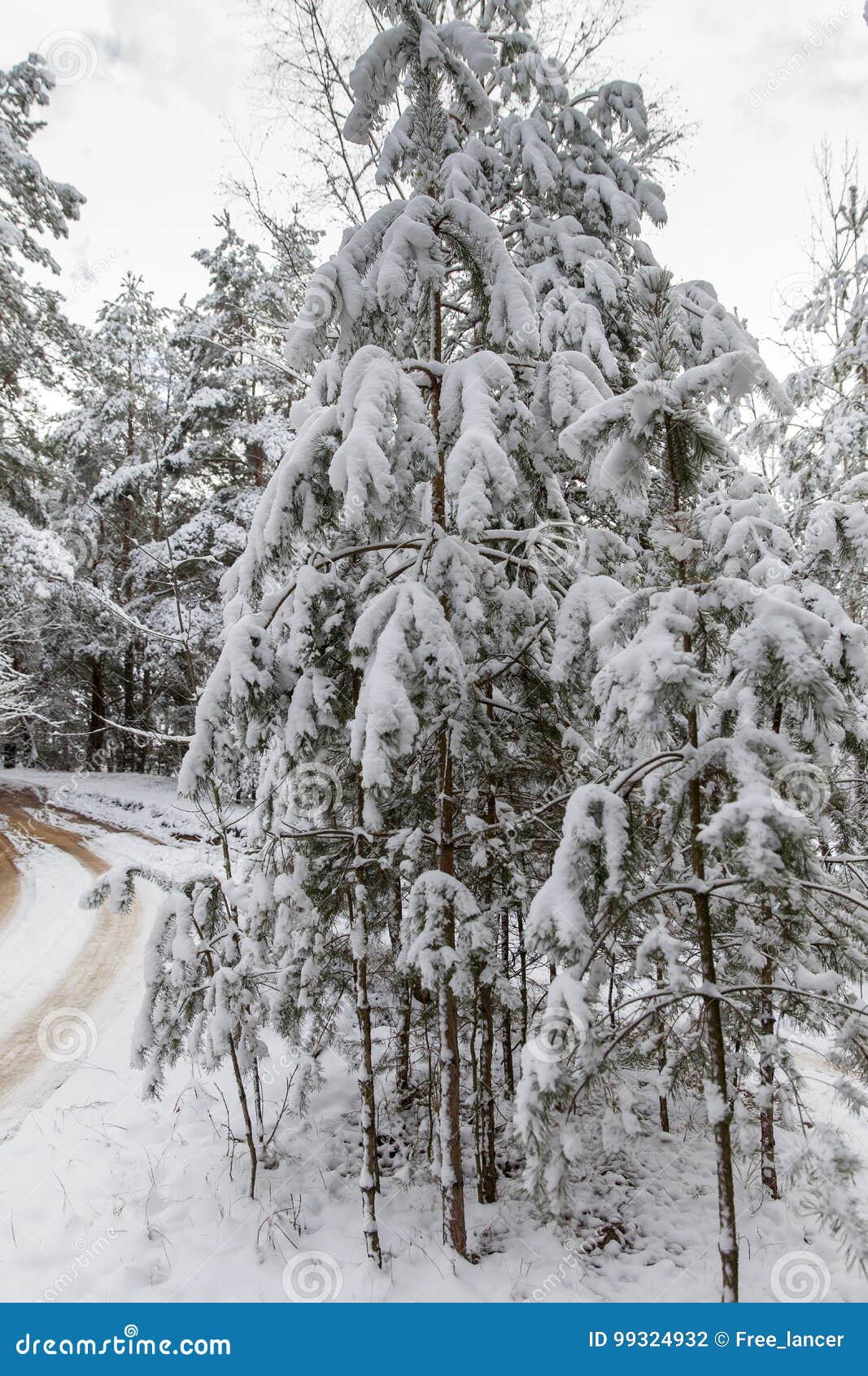 Snowy Winter in the Forest in Belarus Stock Photo - Image of outdoor ...