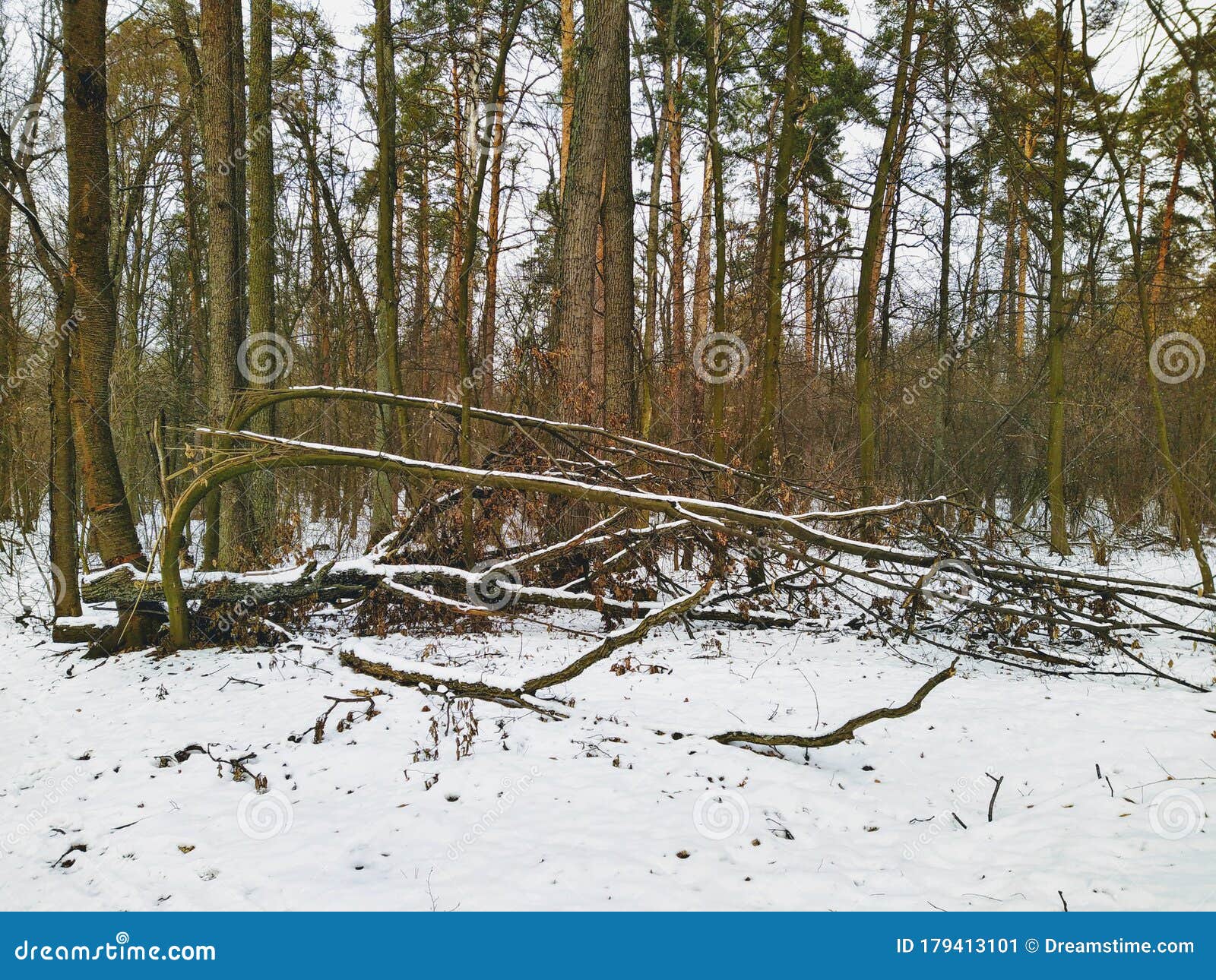 Snowy Winter Forest in Cloudy Day Stock Image - Image of calancha ...