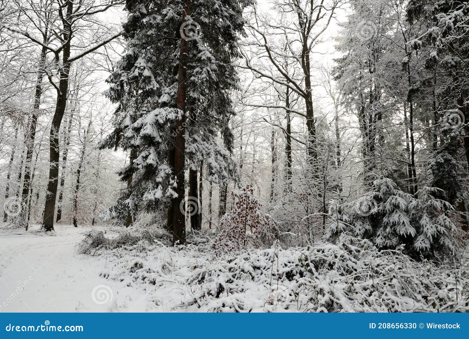 Snowy Winter Forest at Daytime Stock Photo - Image of pine, season ...