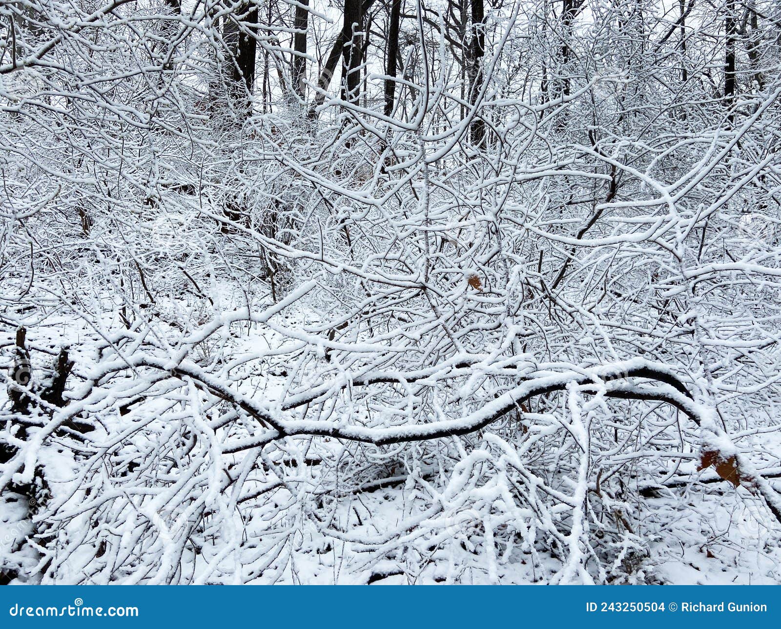 Snowy Winter Forest in Mid March Stock Photo - Image of nature, winter ...