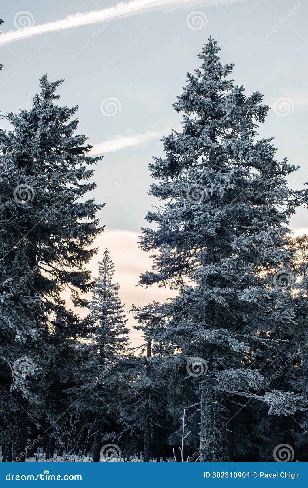 Snowy Winter Forest in the Morning at Dawn Stock Photo - Image of ...
